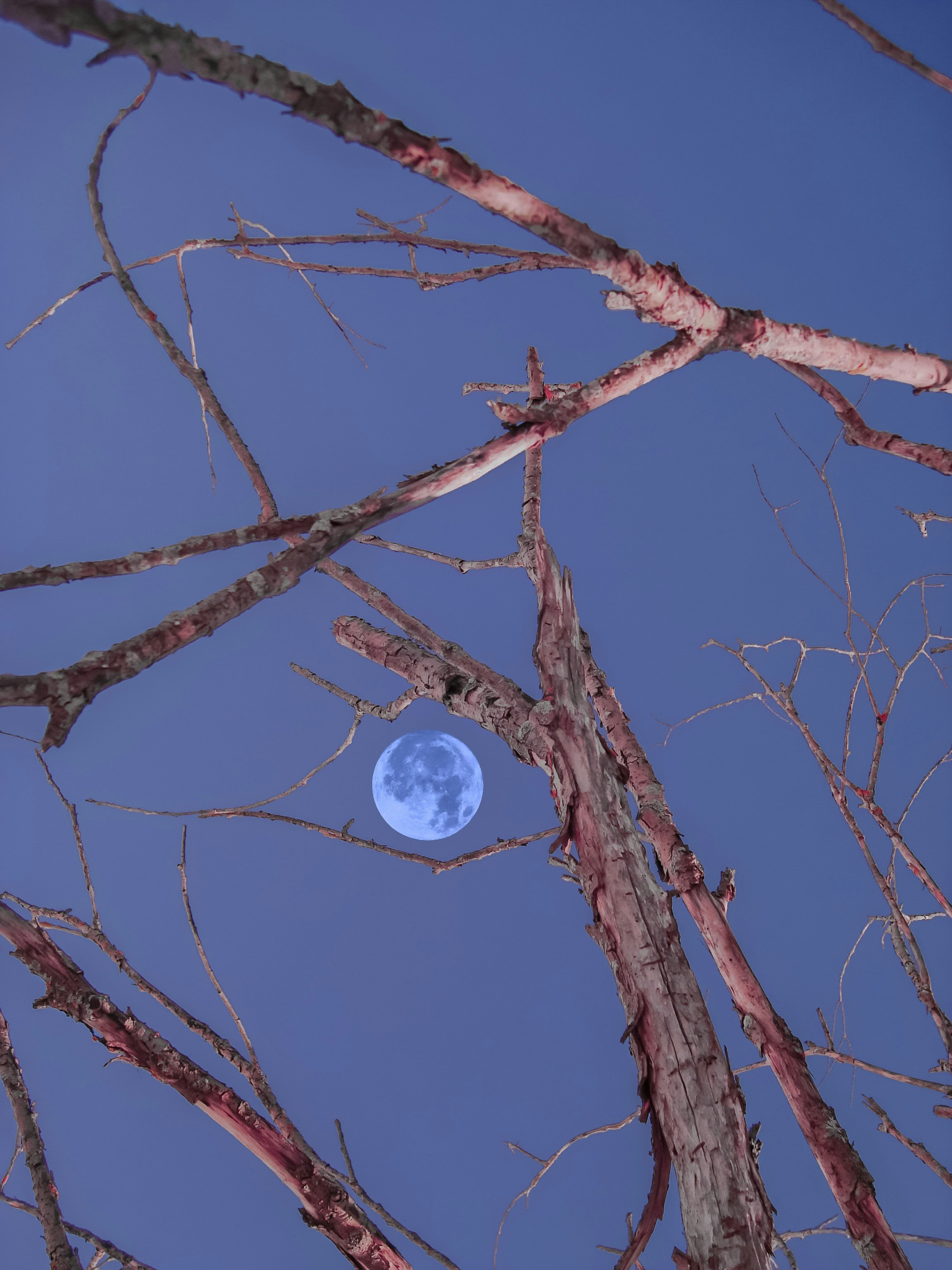 A photograph captures the Moon visible through a tangle of bare branches against a deep blue sky. The composition emphasizes the contrast between lunar glow and skeletal limbs.