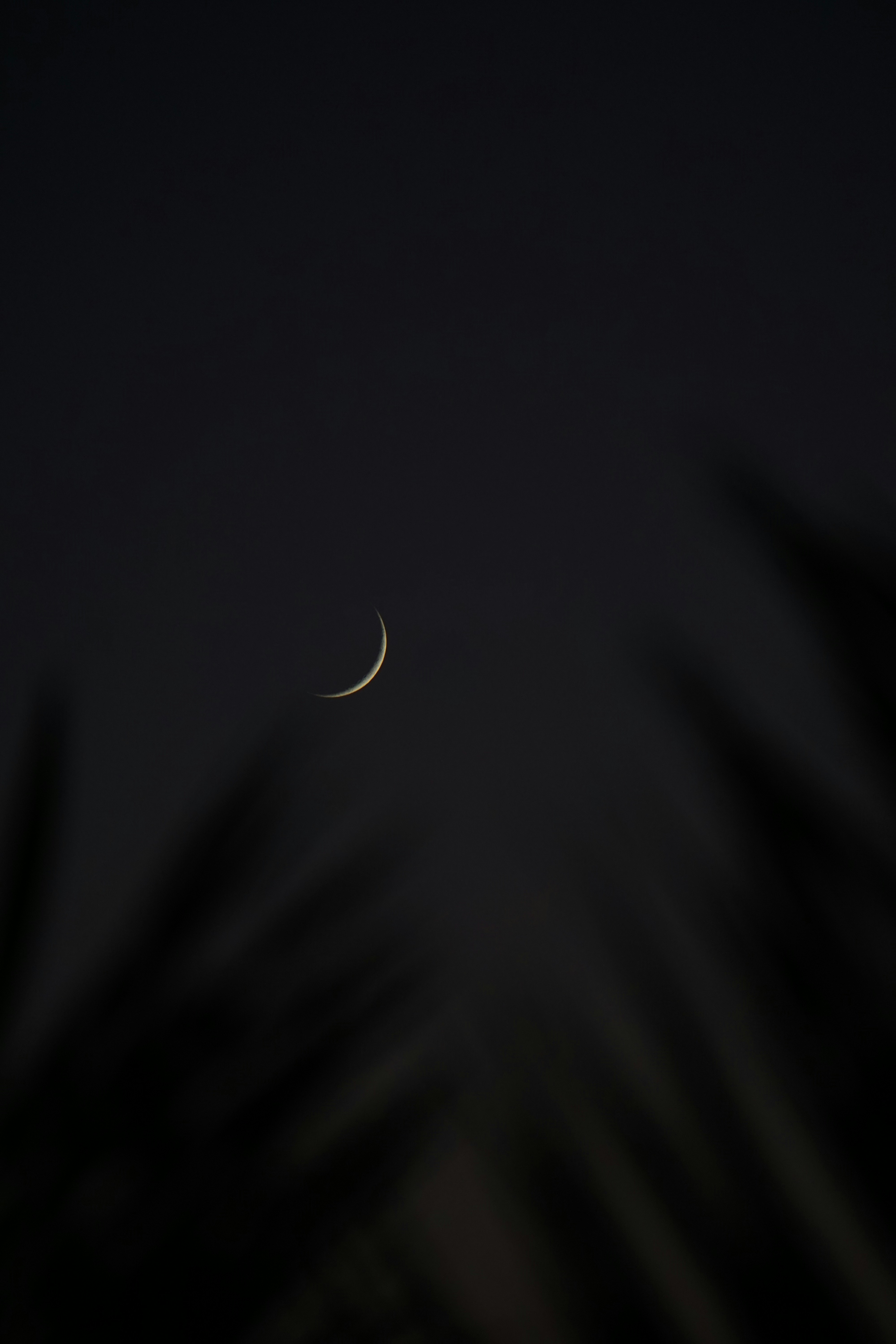 Moonlit Crescent Between Silhouetted Fronds