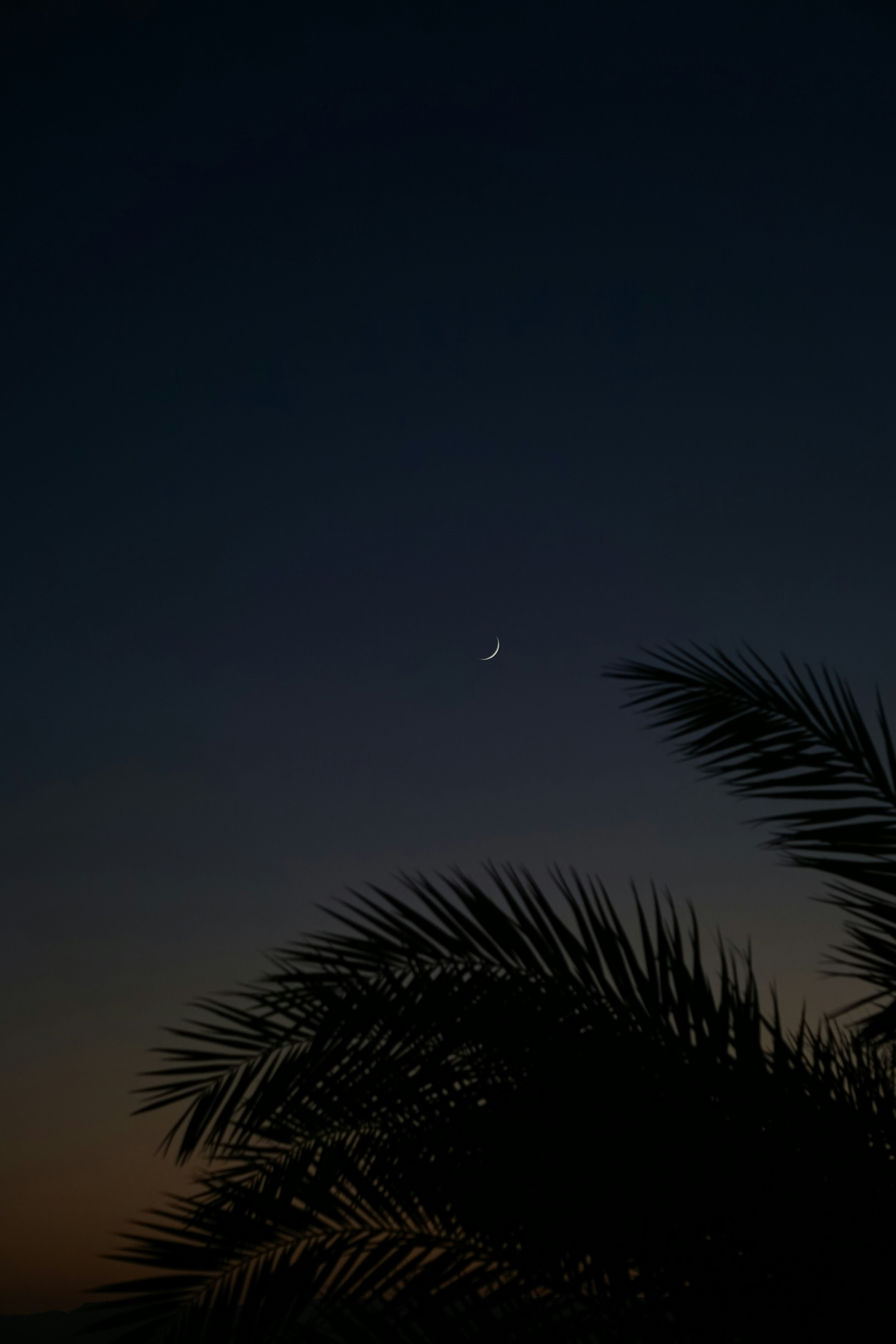 Crescent Moon Drifts Above Night Palm Silhouette as Dusk Bleeds Orange