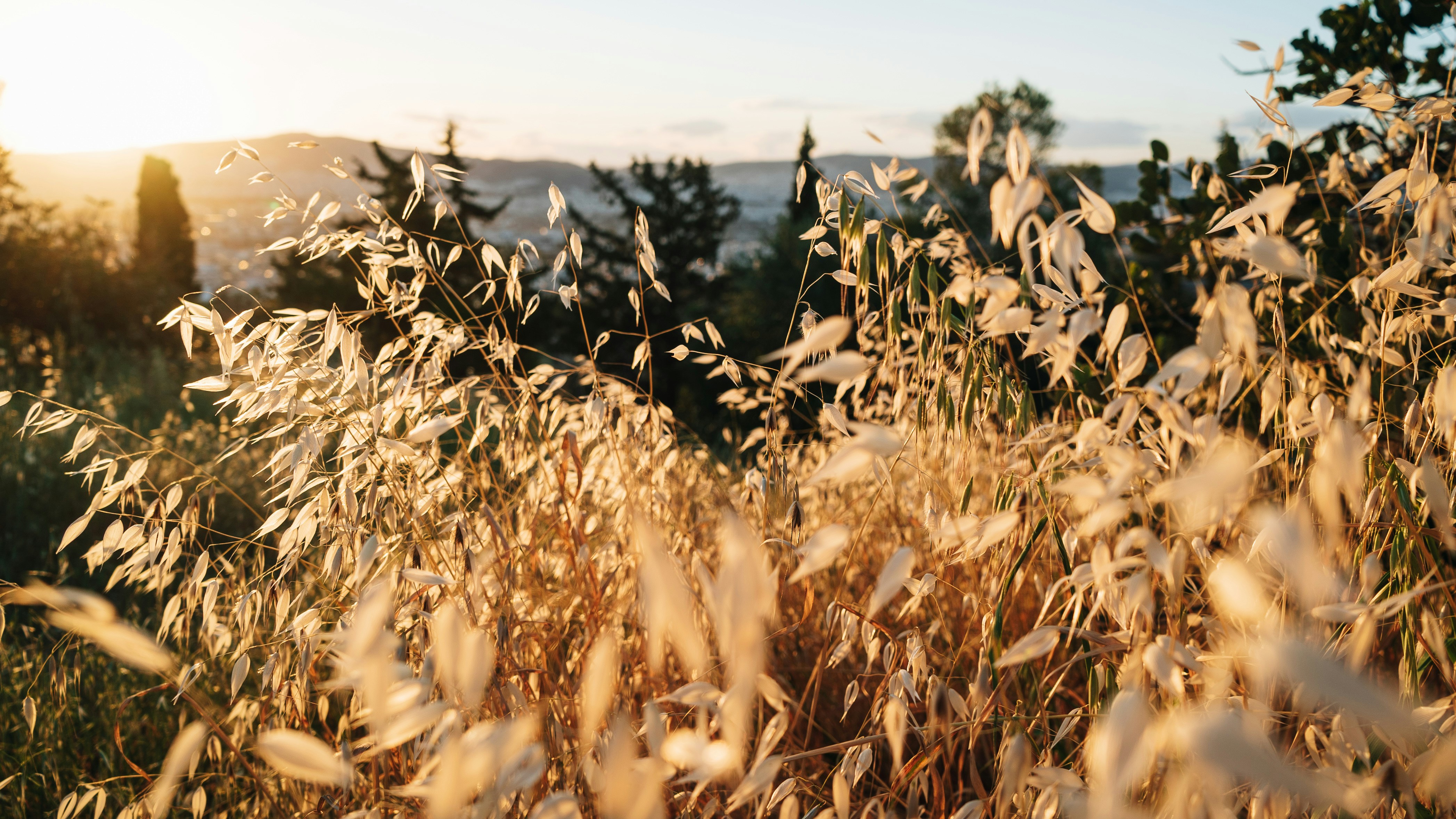 Amber Ridge at Dusk: Wind-Swept Grass in Golden Hour