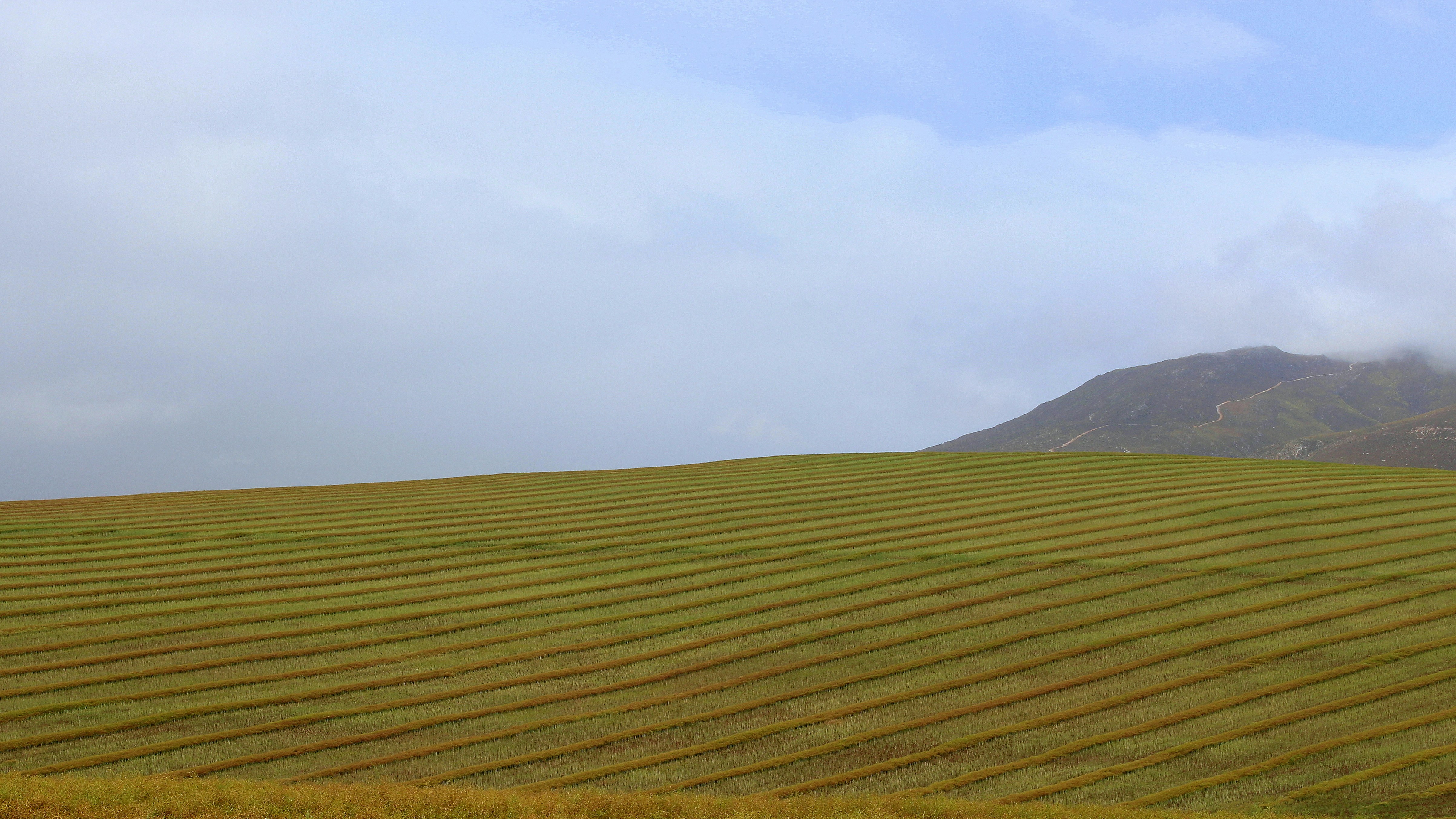 a large field of grass with a mountain in the background