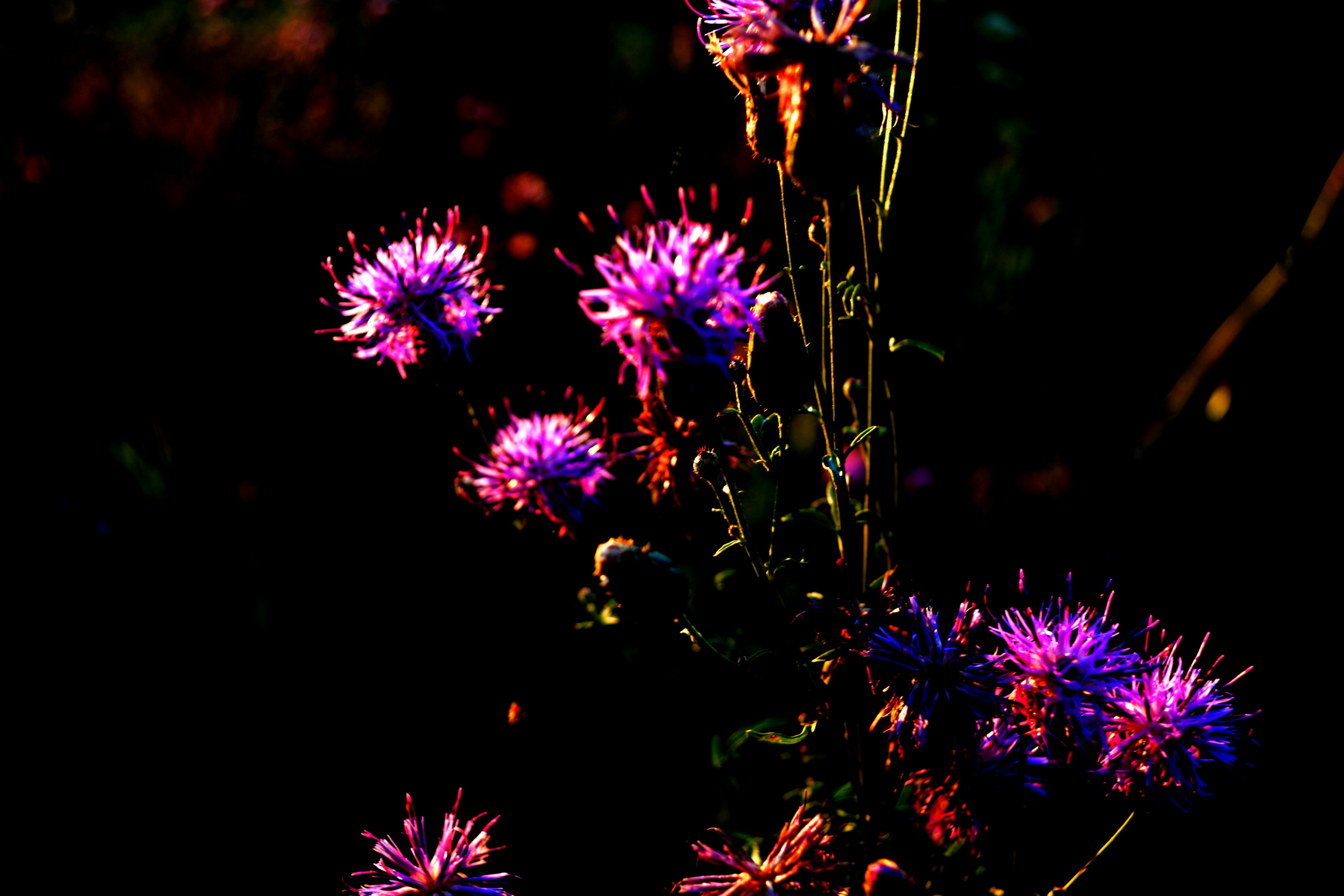 Neon Thistle Bloom in Velvet Night