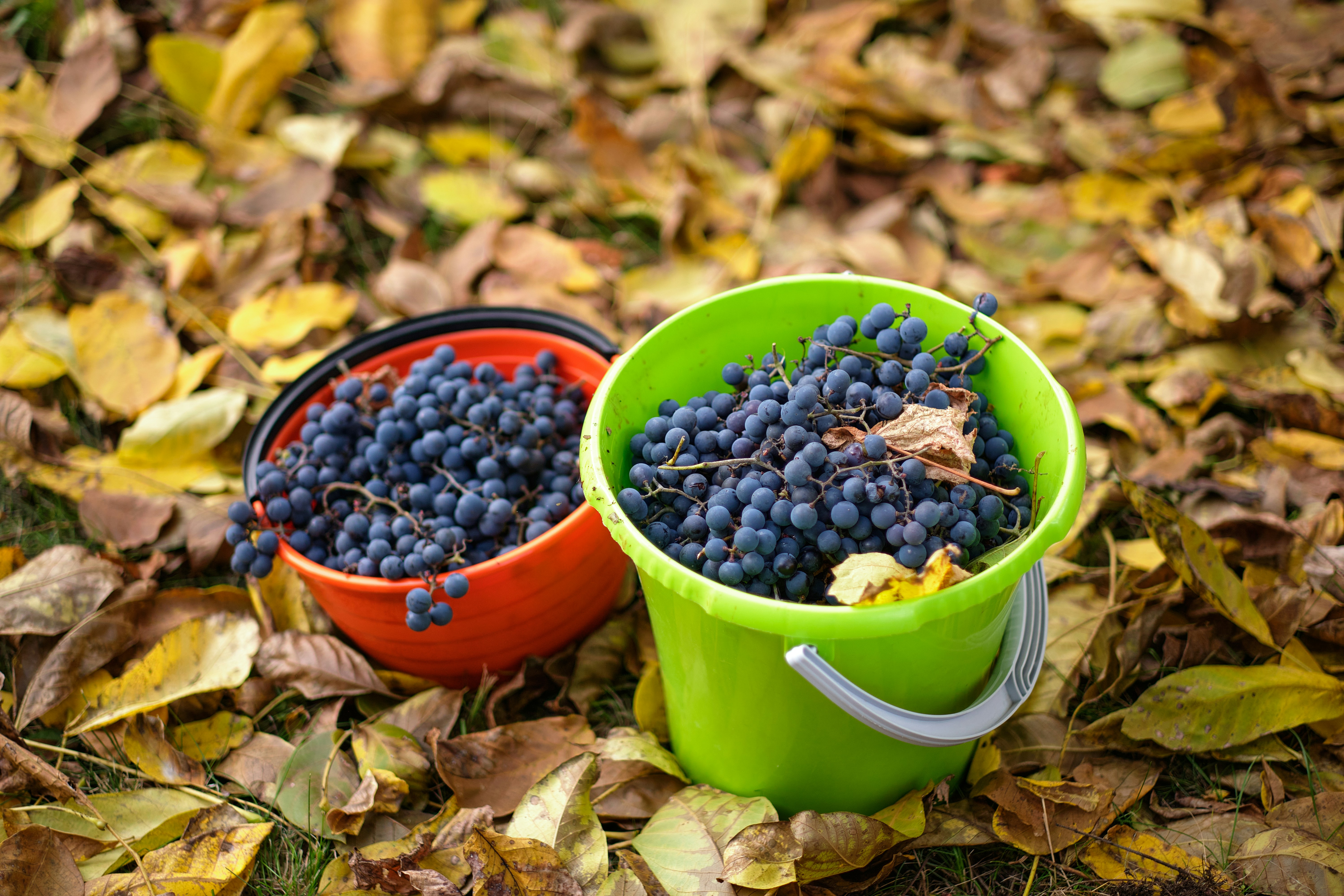 Green Bucket Harvest: Dark Grapes Resting on an Autumn Leaf Carpet