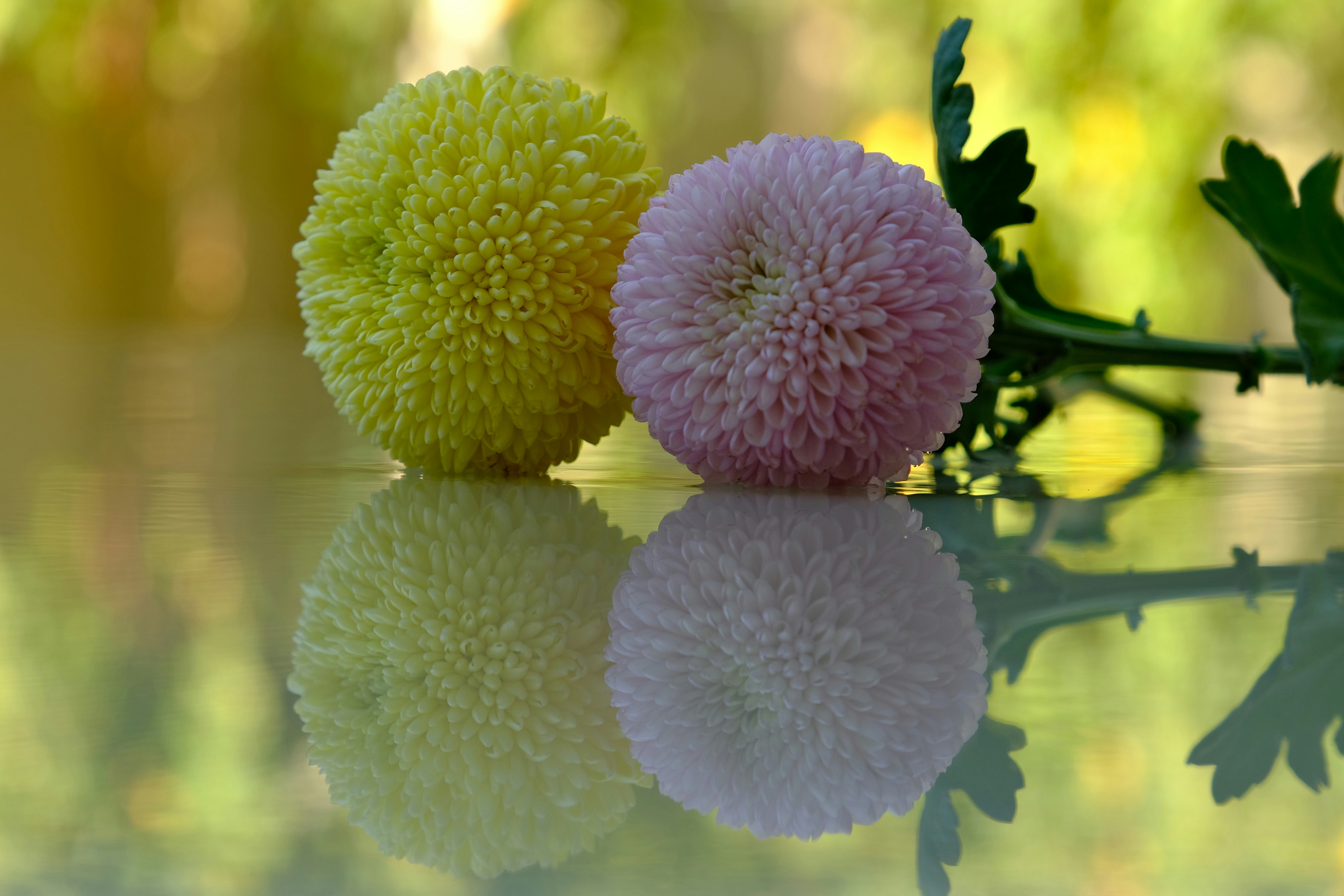 Two Chrysanthemums on a Quiet Glassy Surface