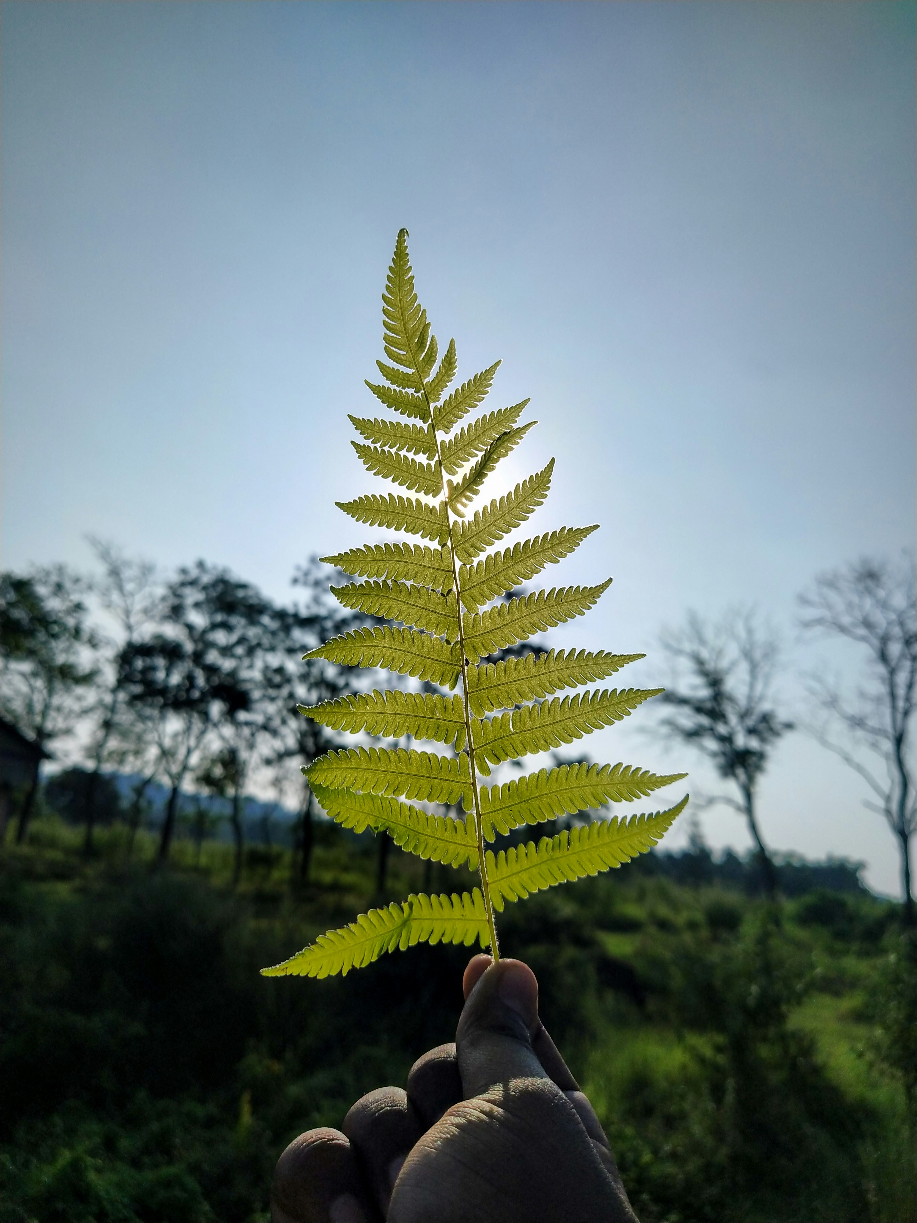 Close-up of a fern frond held by a hand against a bright blue sky, with a blurred treeline in the distance.