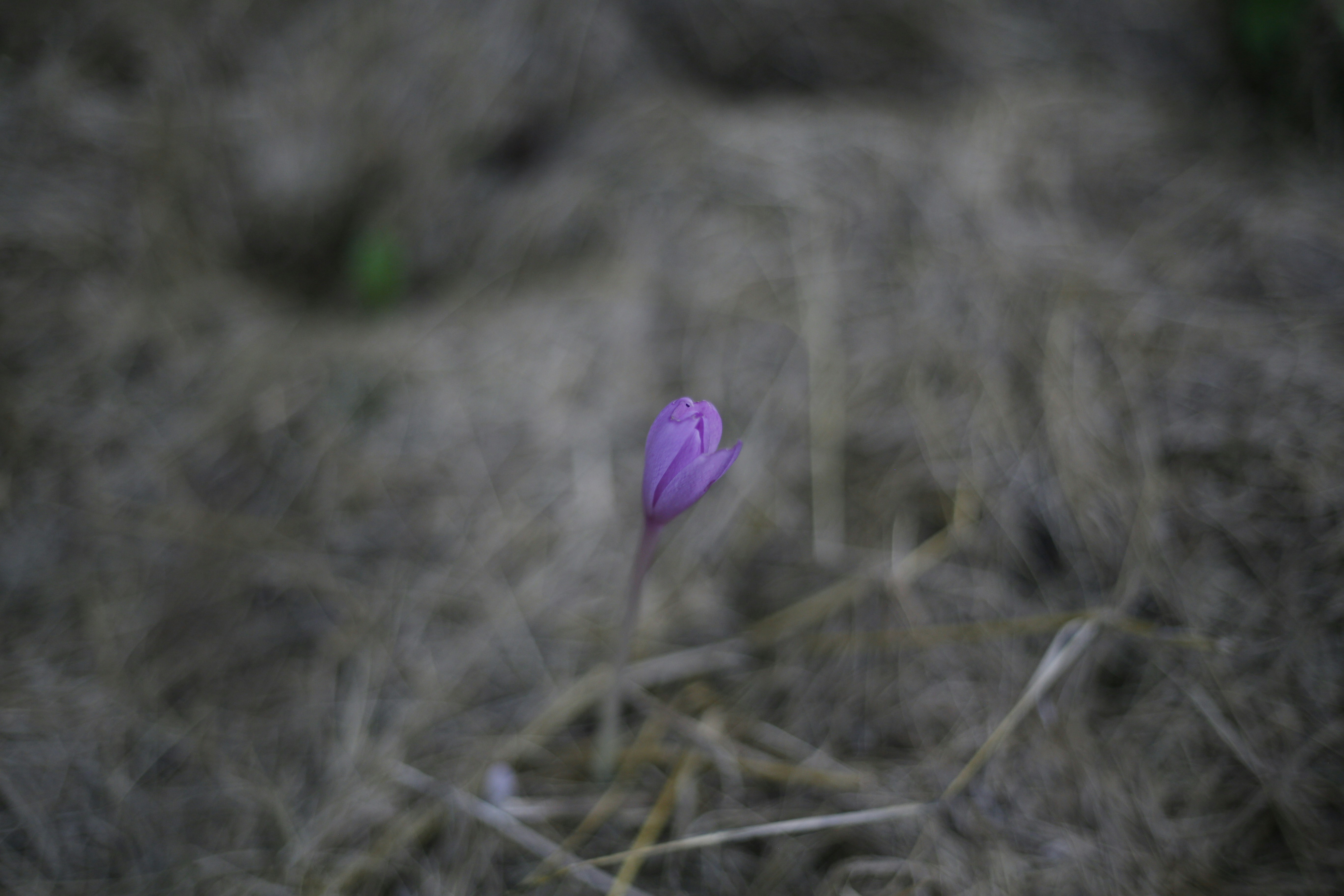 A single purple flower sitting in the middle of a field photo – Free ...