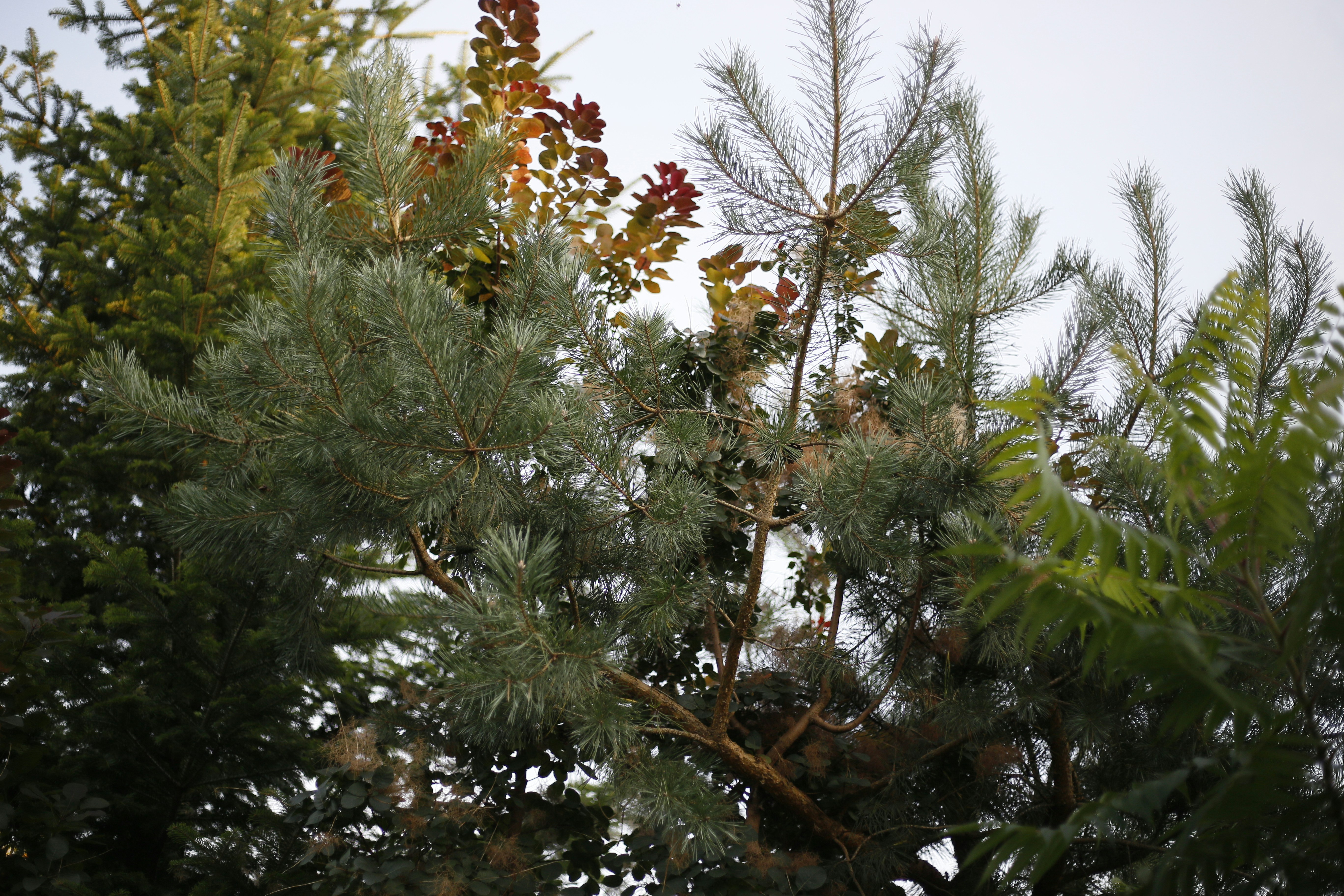 a bird is perched on a branch of a tree