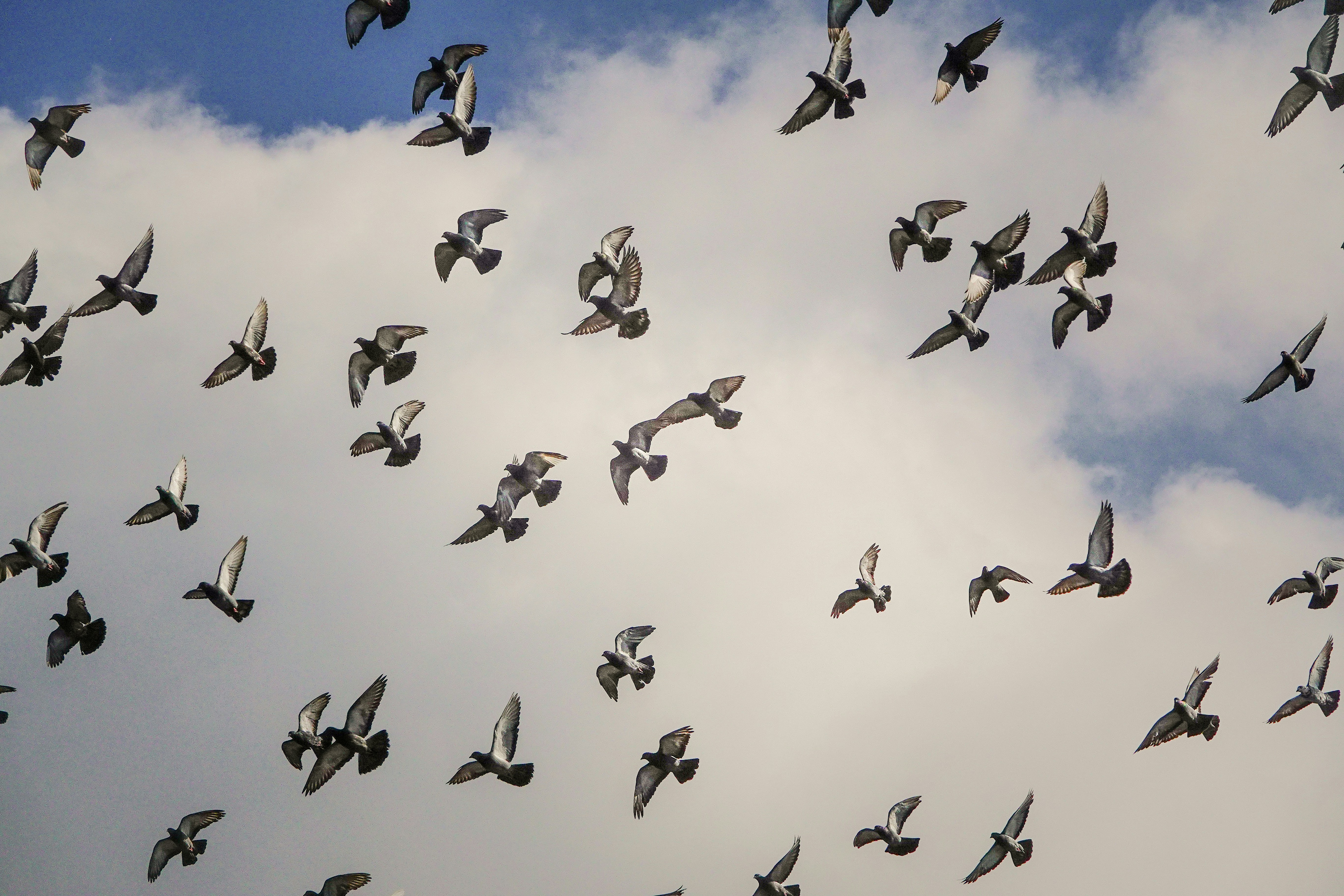 A Symphony in Flight: The Dance of Birds Against the Sky
