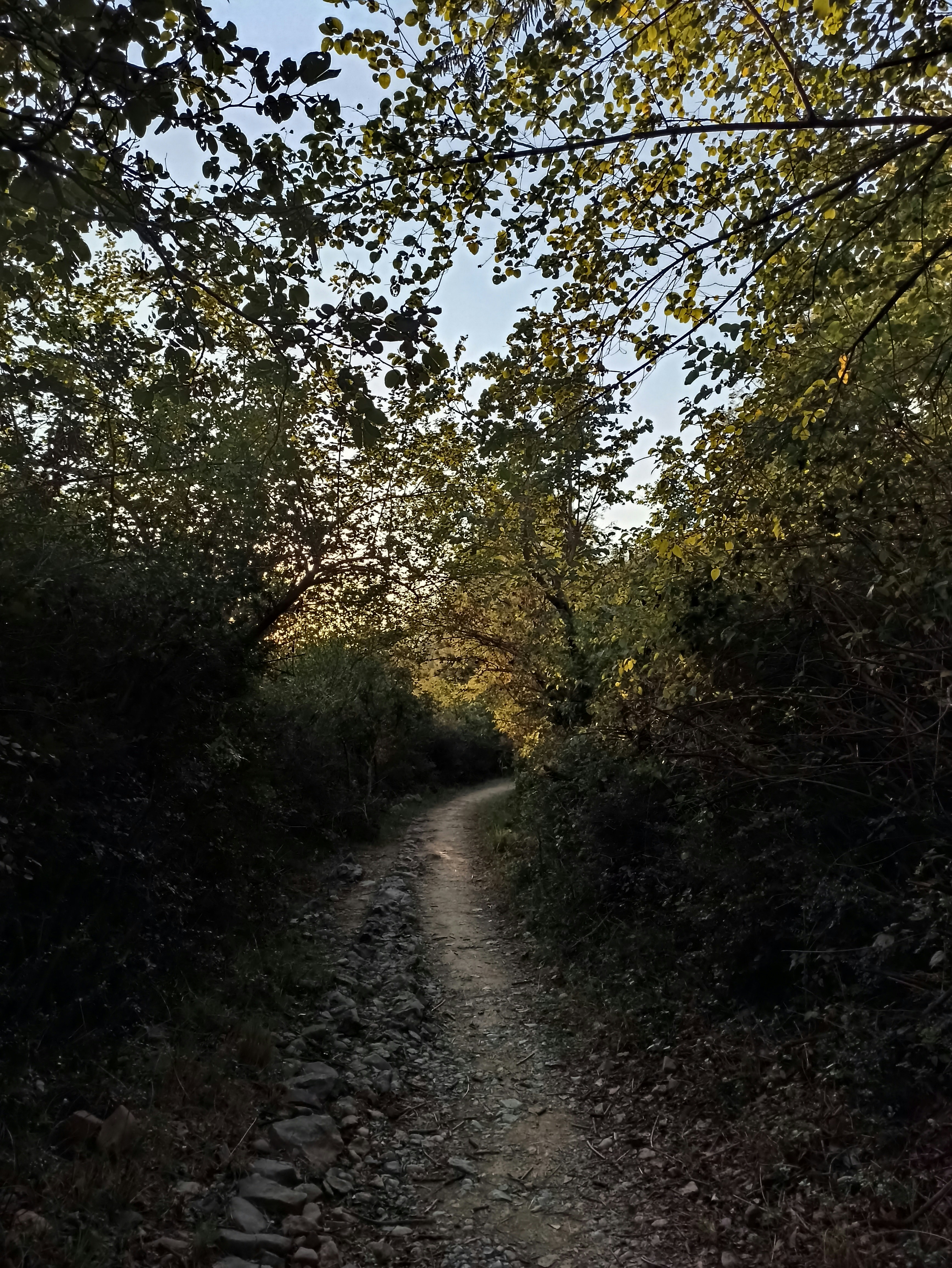 A winding dirt path meanders through a dense thicket of trees and underbrush, bathed in soft evening light.