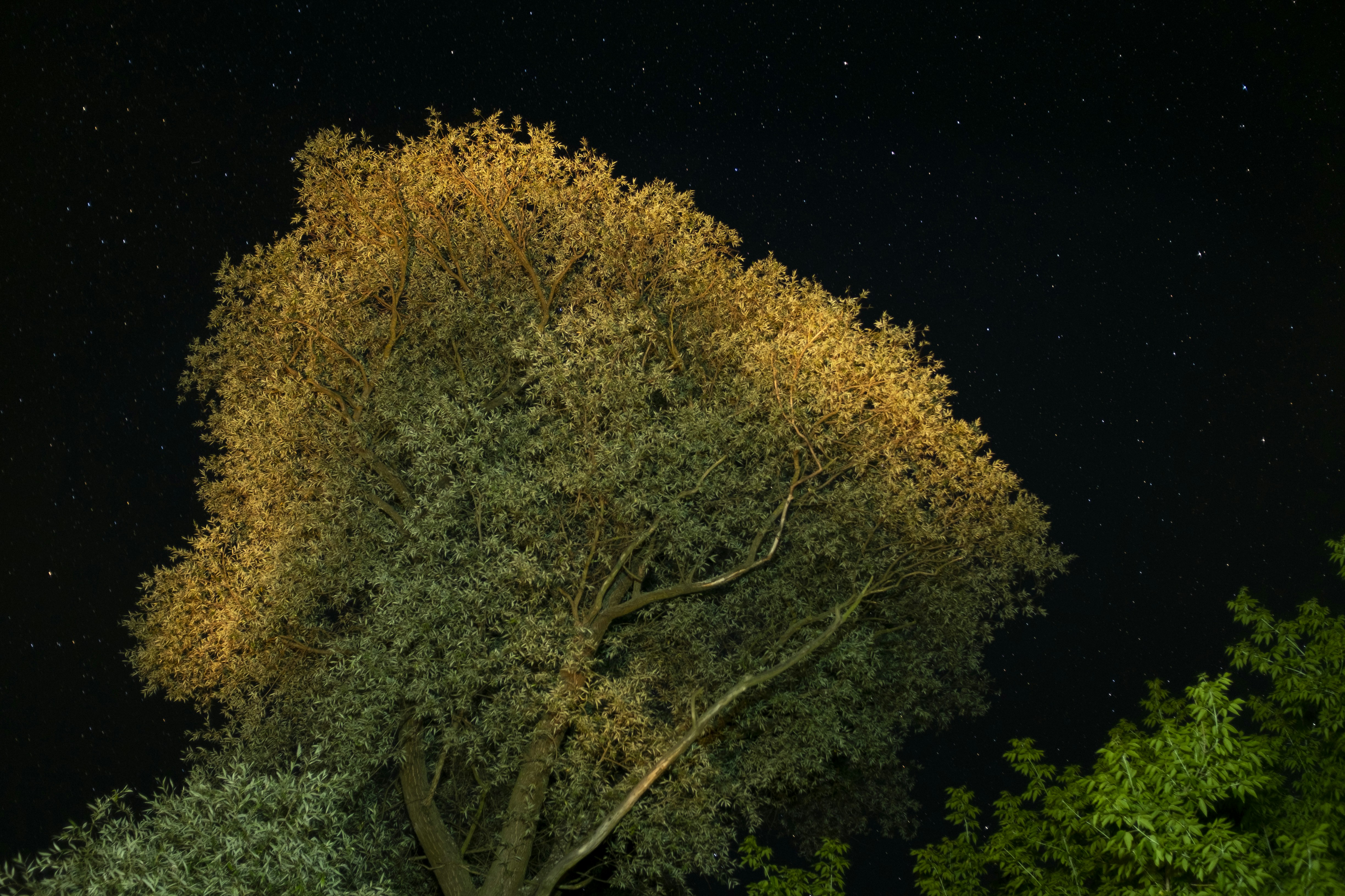 A tree in the night with stars in the sky photo – Free Nature Image on ...
