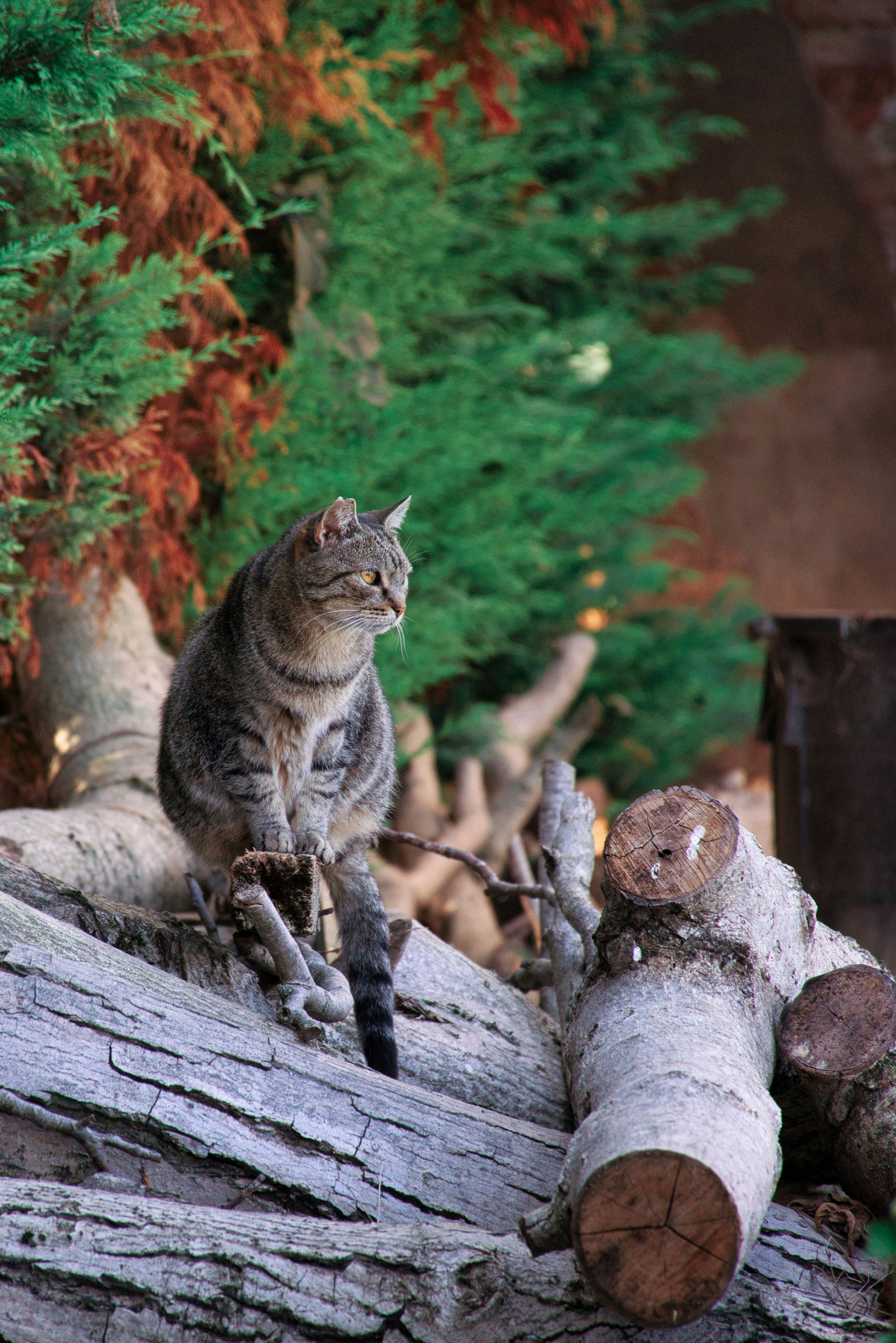 Grey Tabby Perched on Weathered Logs Beneath a Conifer Canopy