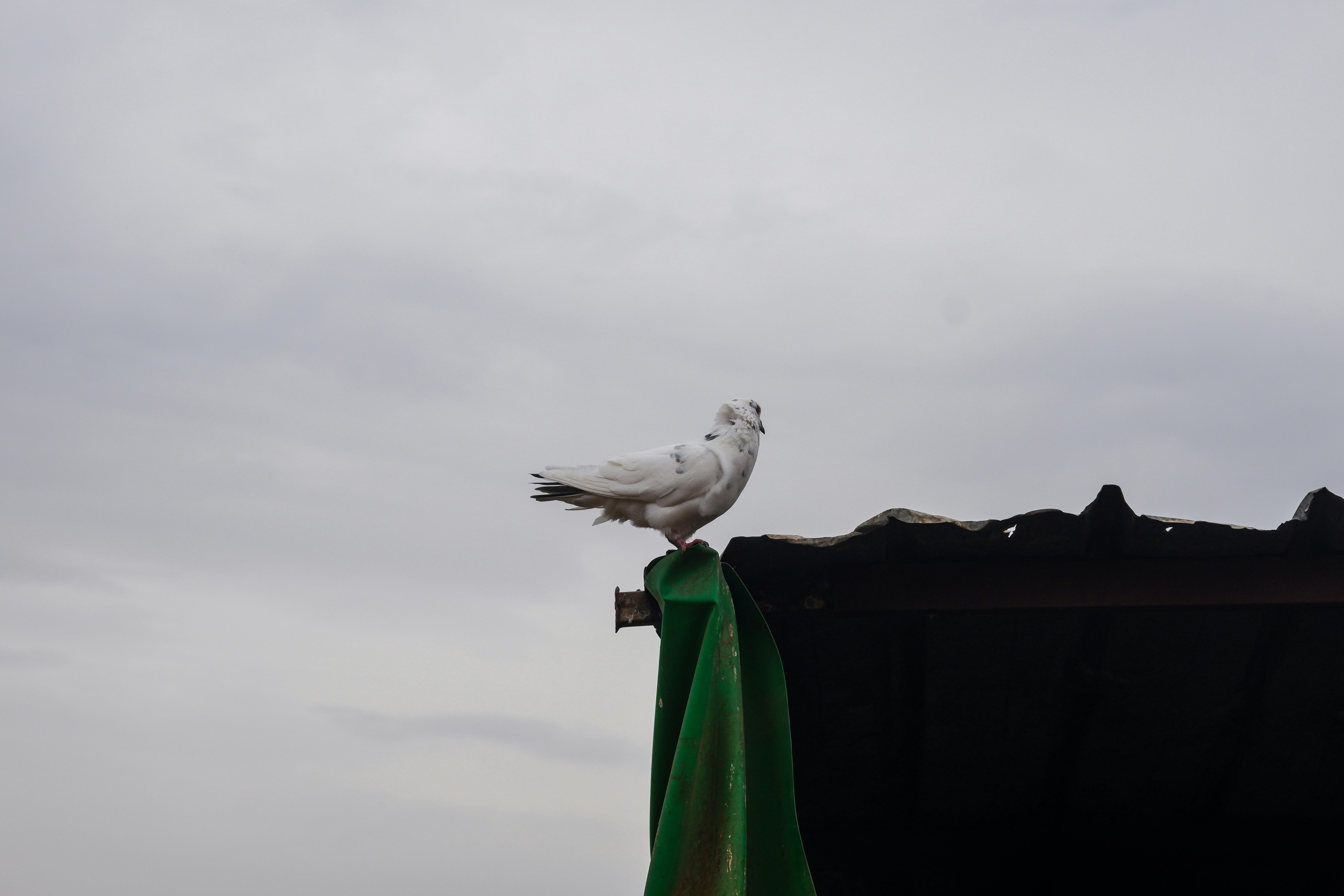 Lone Gull on a Green Rooftop Edge Beneath a Muted Sky