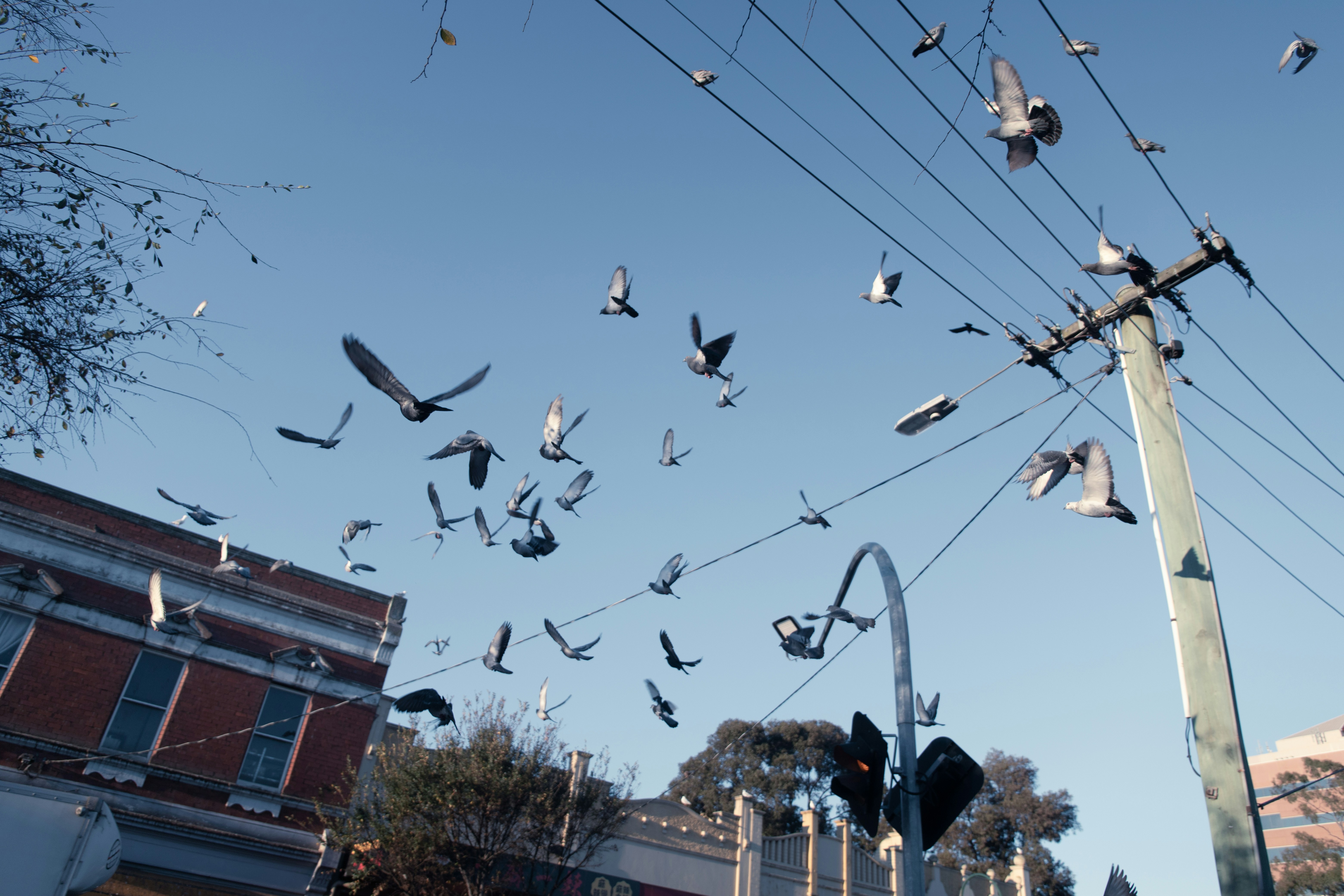 Skybound Pigeons Between Urban Wires Over a Quiet Street