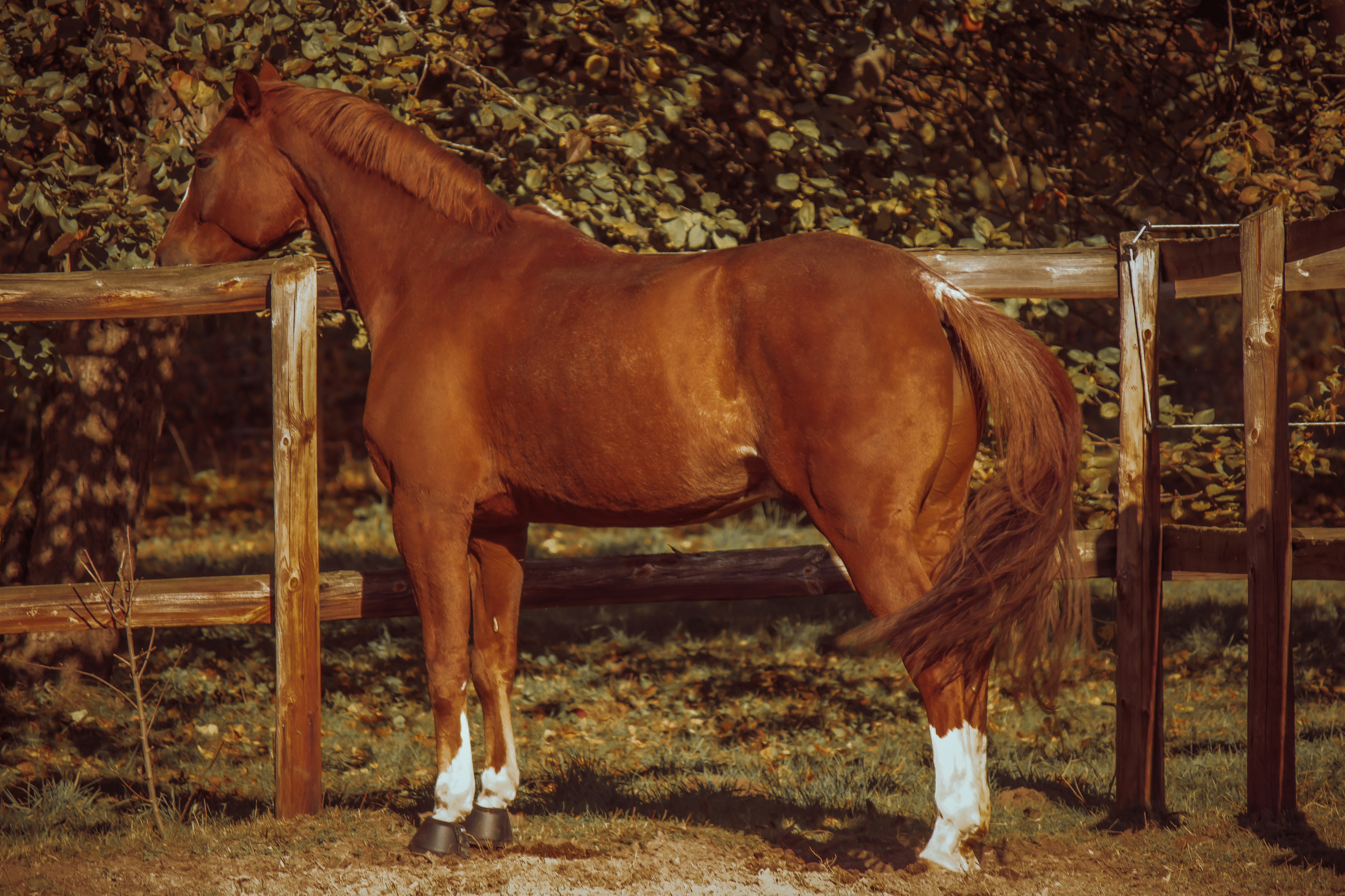 a brown horse standing next to a wooden fence