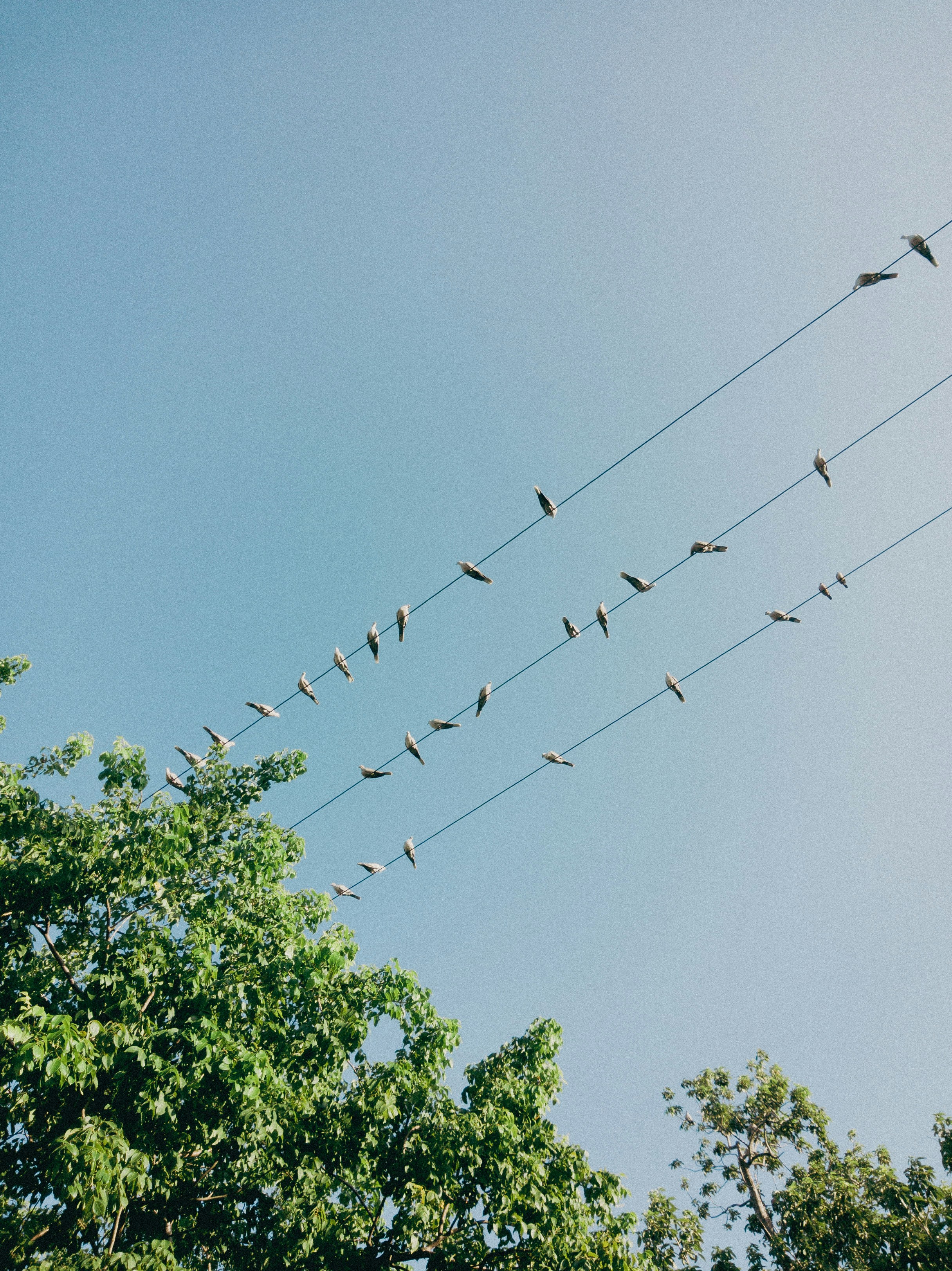 A cluster of birds perched on power lines against a clear blue sky, with vibrant green foliage below. The scene captures a moment of tranquility and nature's simplicity.