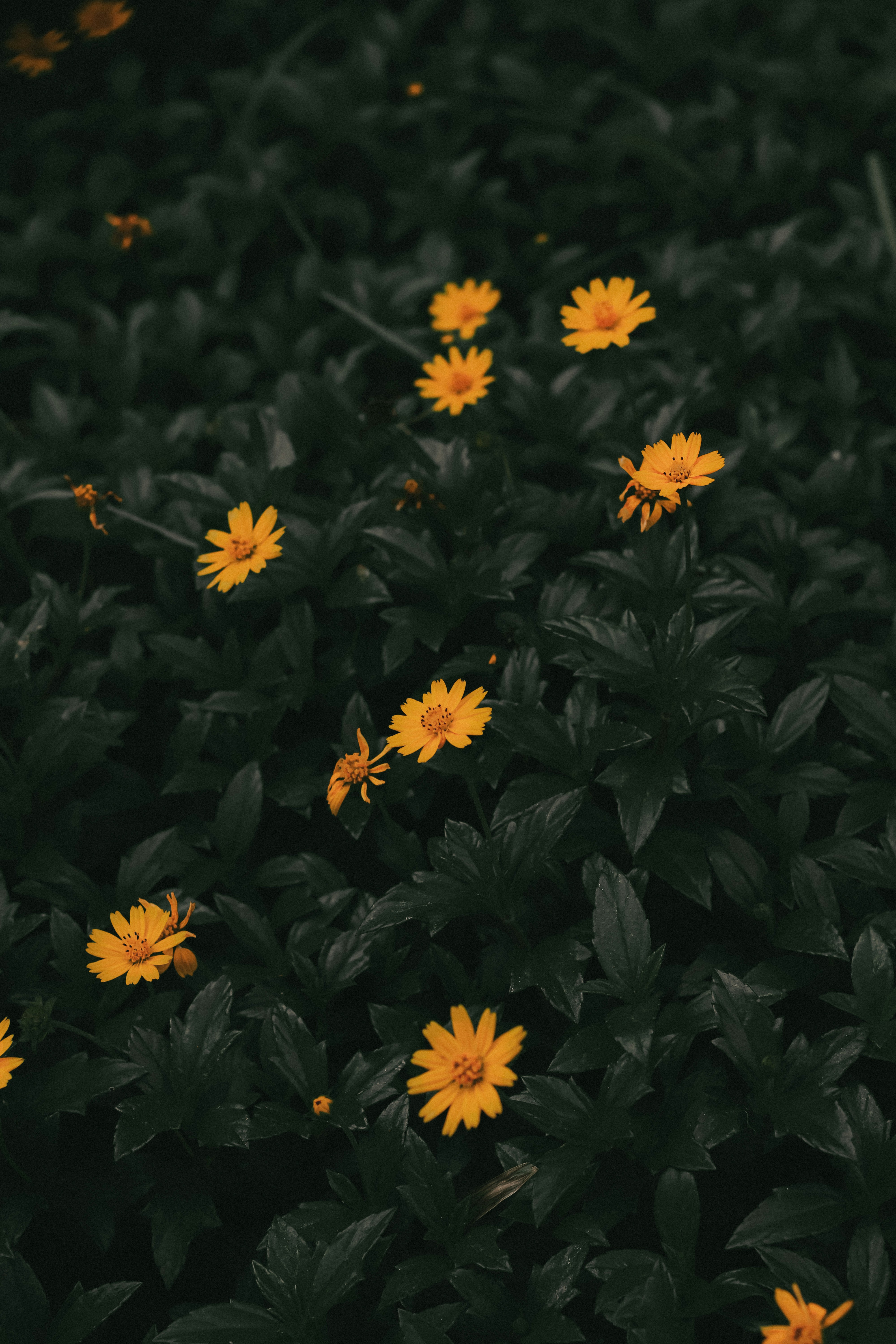 Flower | 27 best free flower, plant, blossom and daisy photos on Unsplash