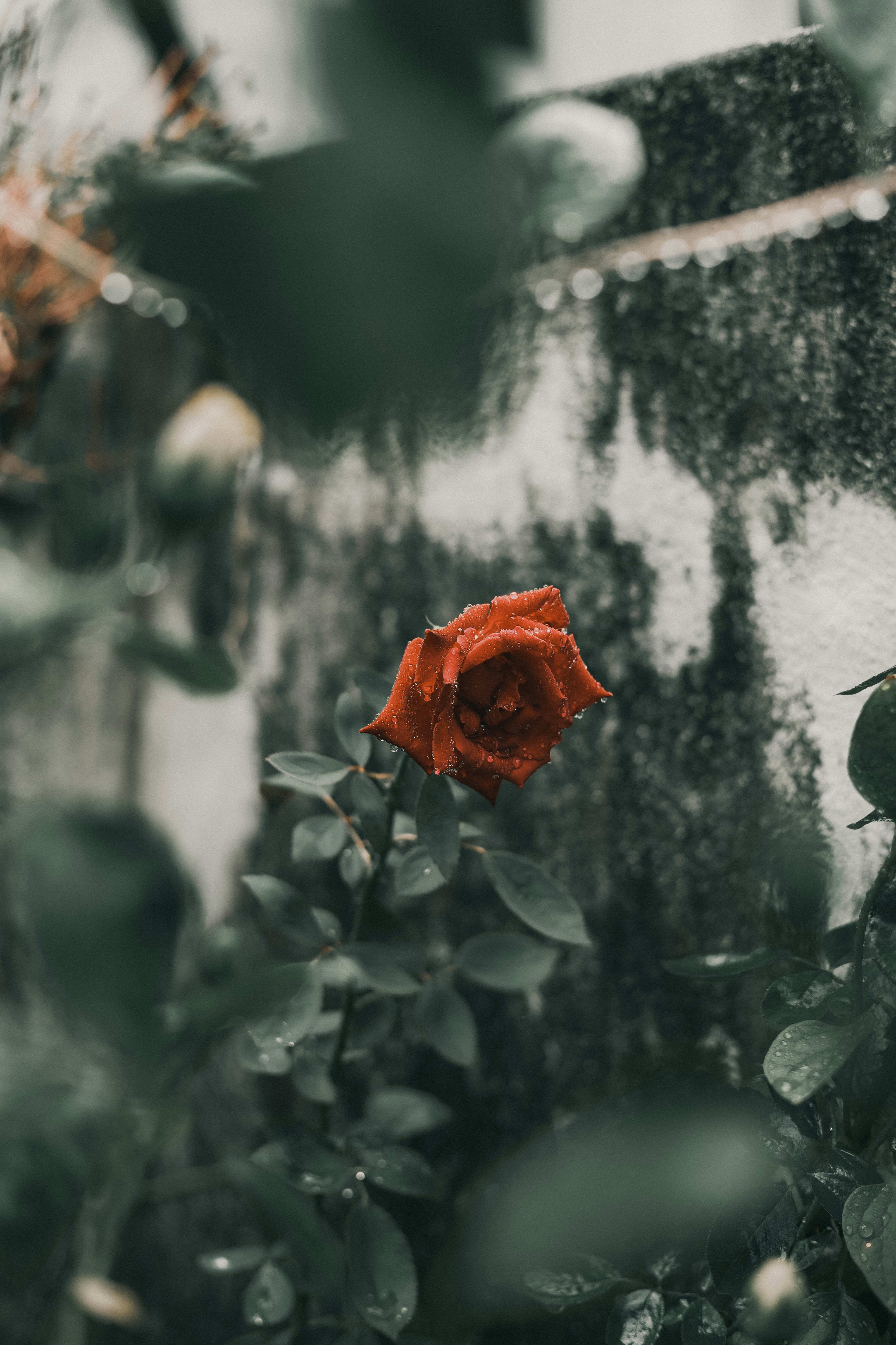 Crimson Rose Framed by a Weathered Moss Wall