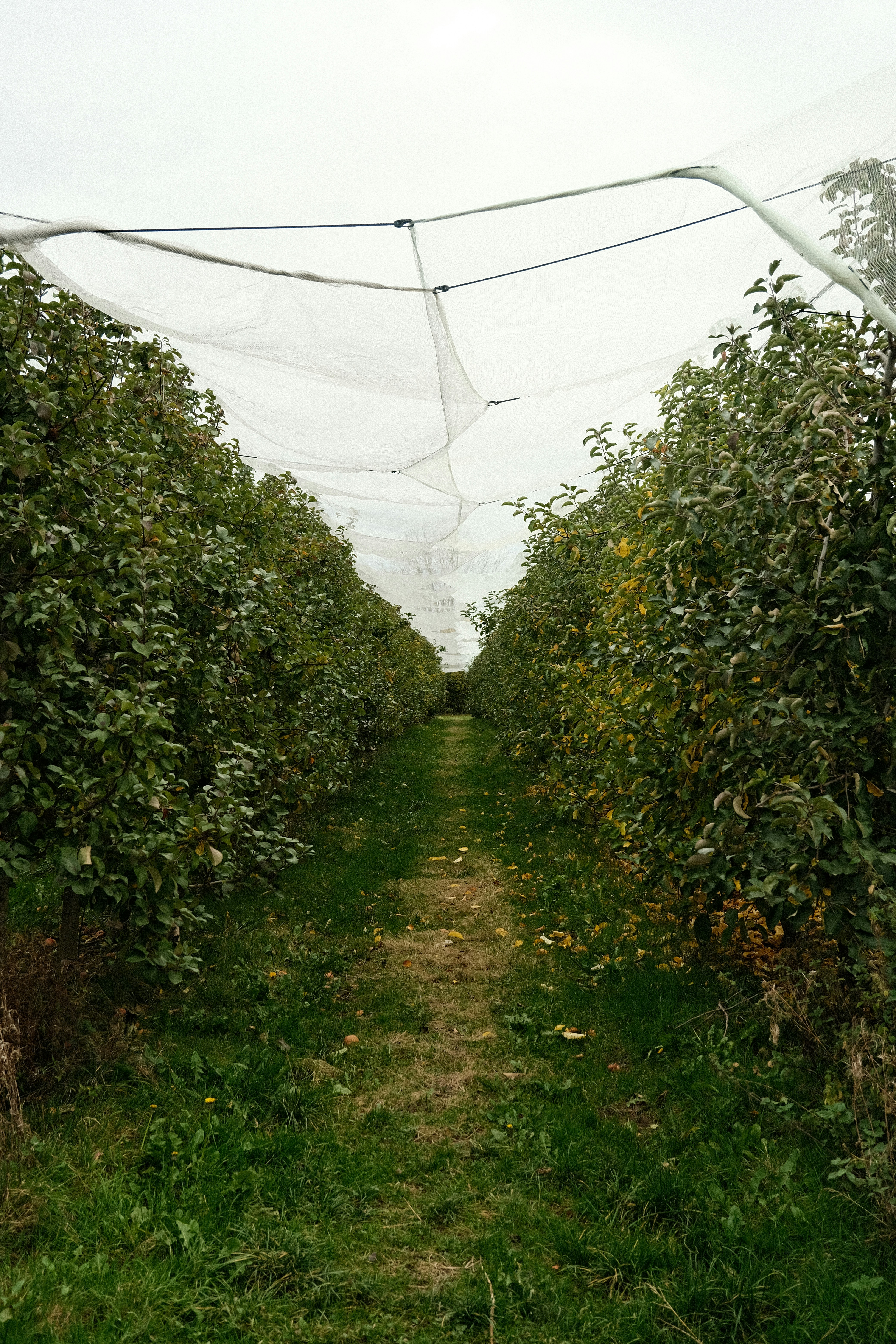 A narrow path between two rows of trees photo – Free Food Image on Unsplash