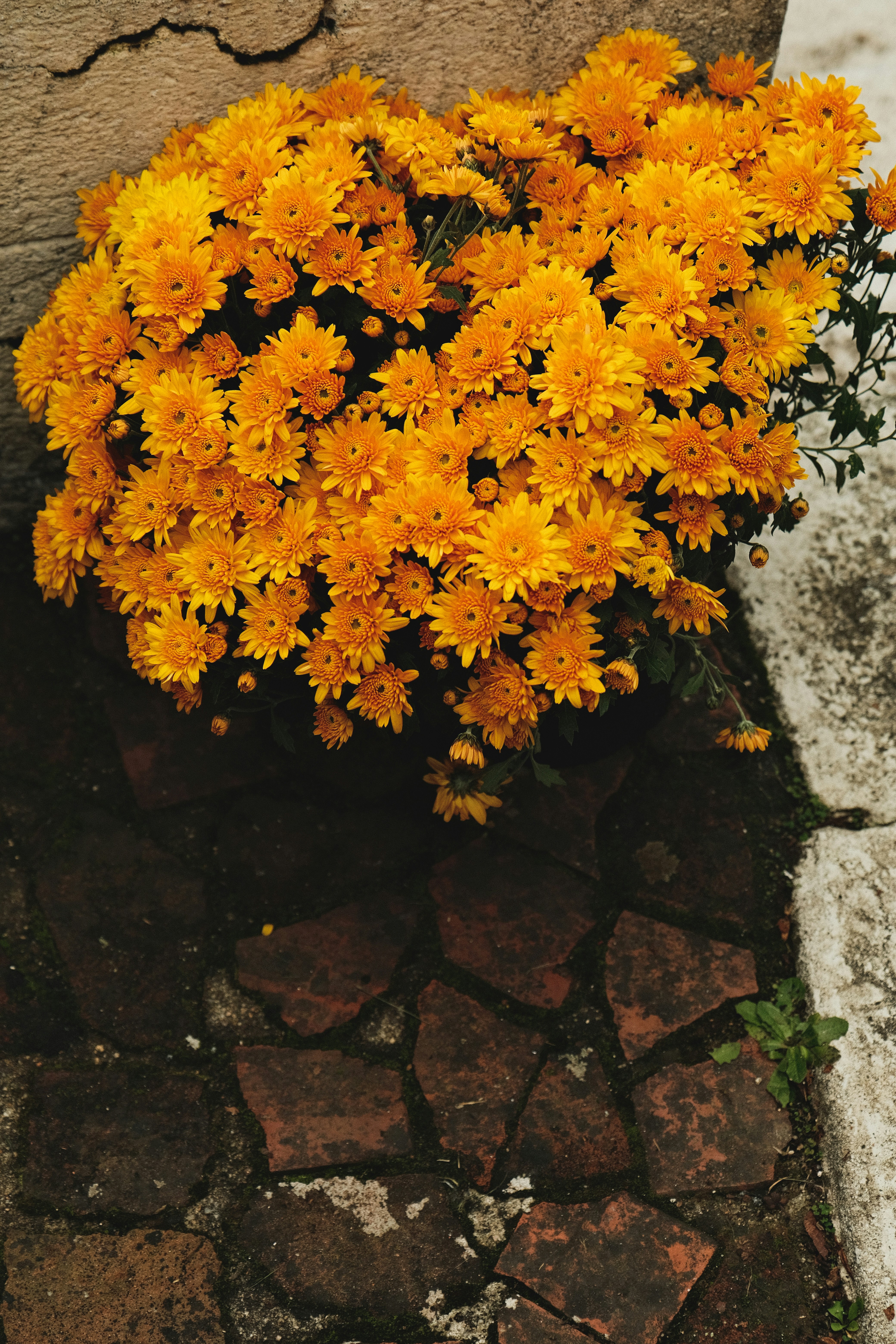 a bunch of yellow flowers sitting next to a stone wall