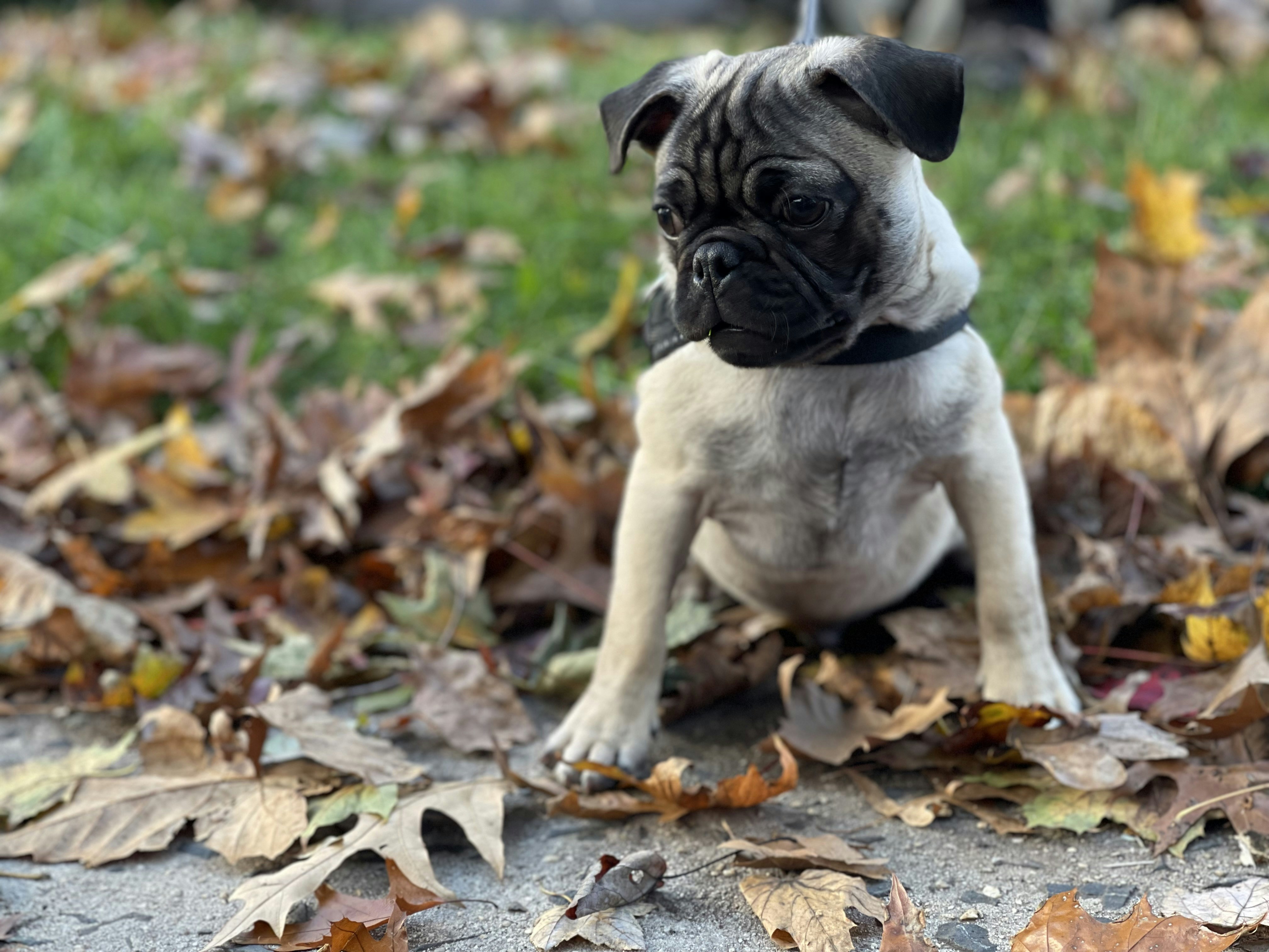 Autumn's Canine Curiosity