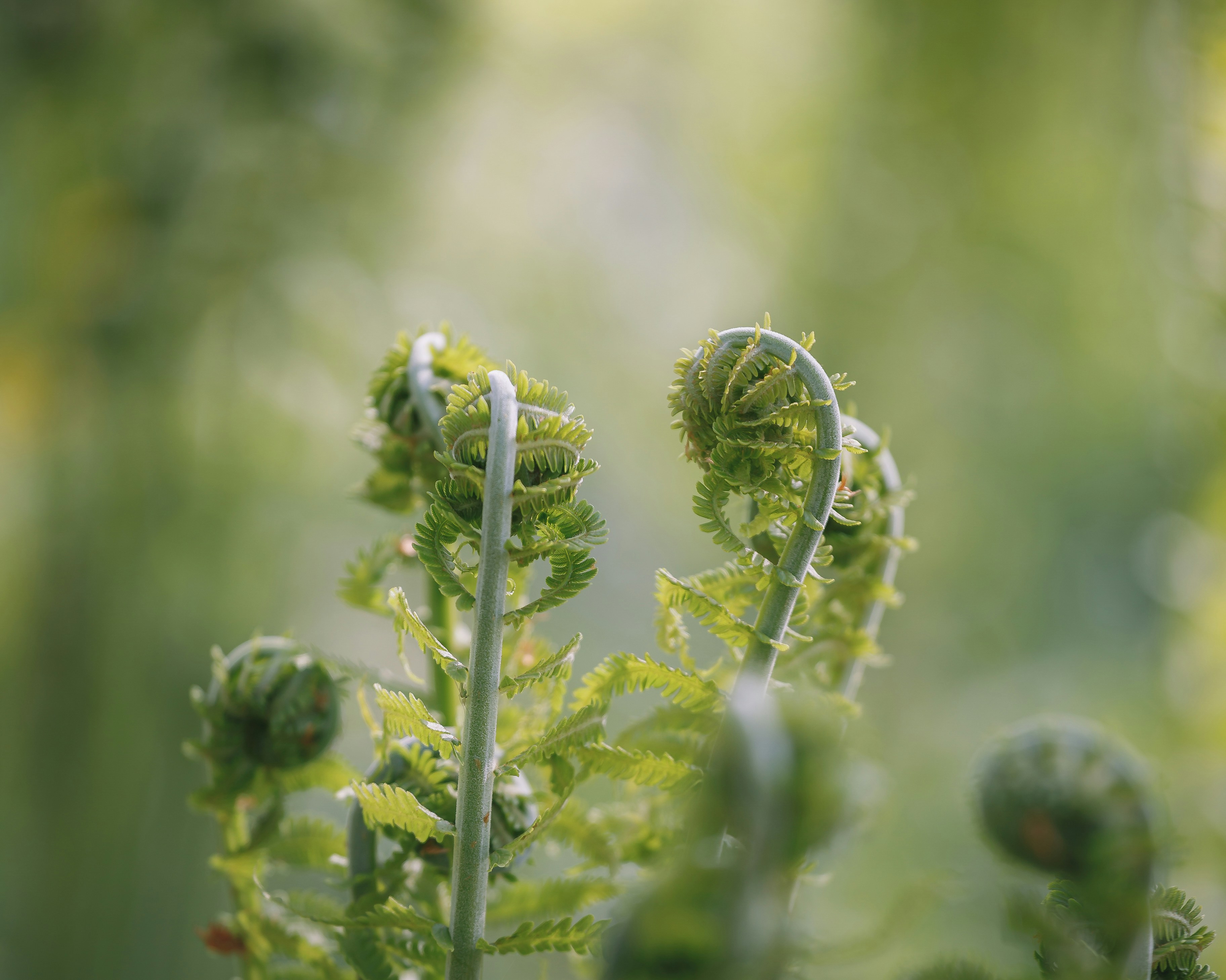 Young Fern Fronds Reaching Toward Soft Light