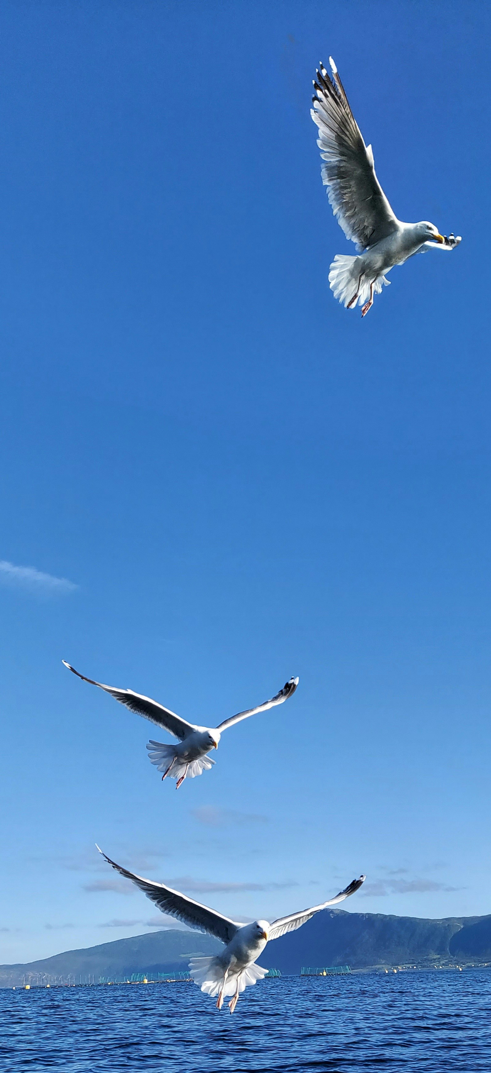 Soaring Trio: Seagulls Above a Calm Coastal Horizon