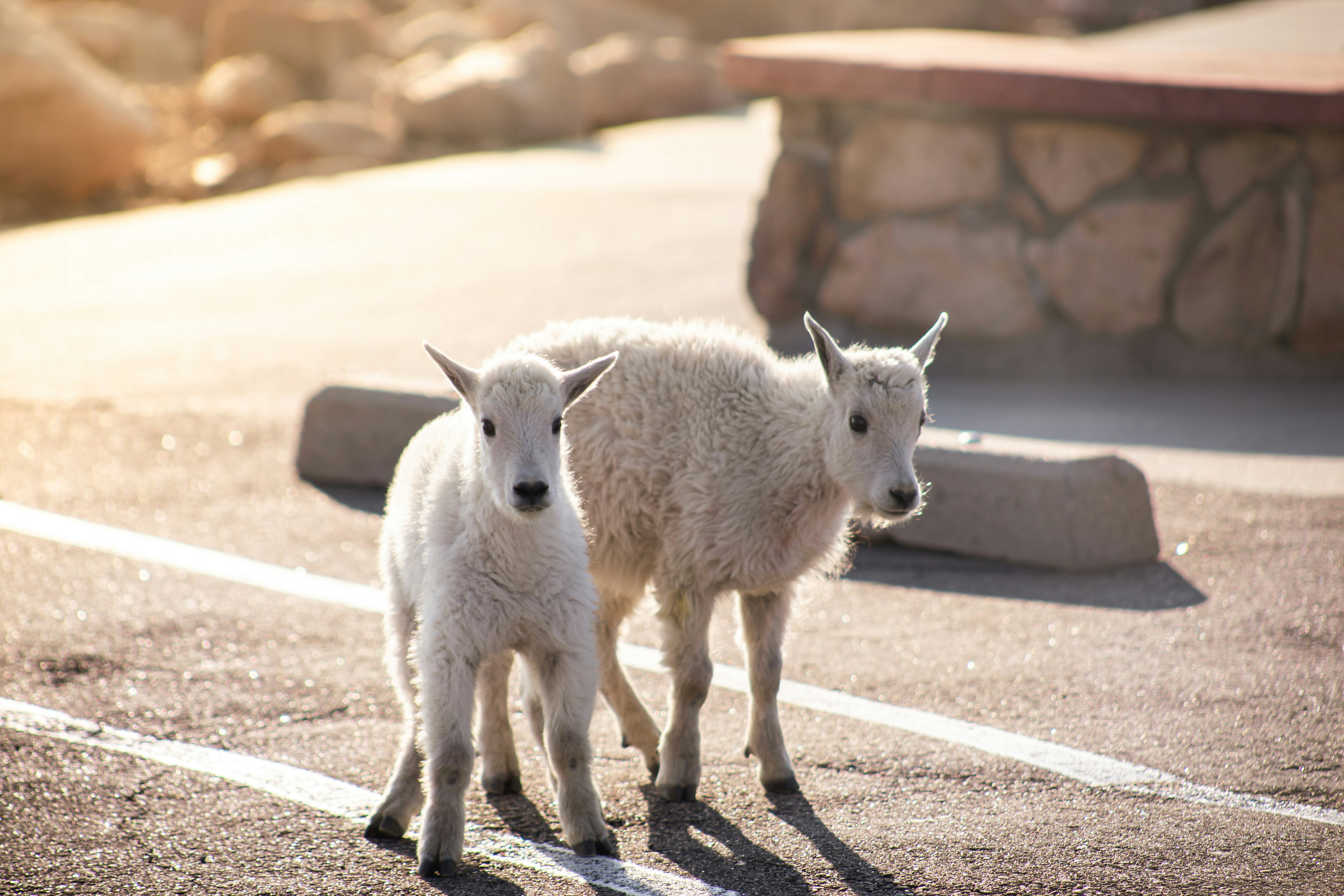 Parking Lot Darlings: Twin Lambs in Warm Afternoon Light