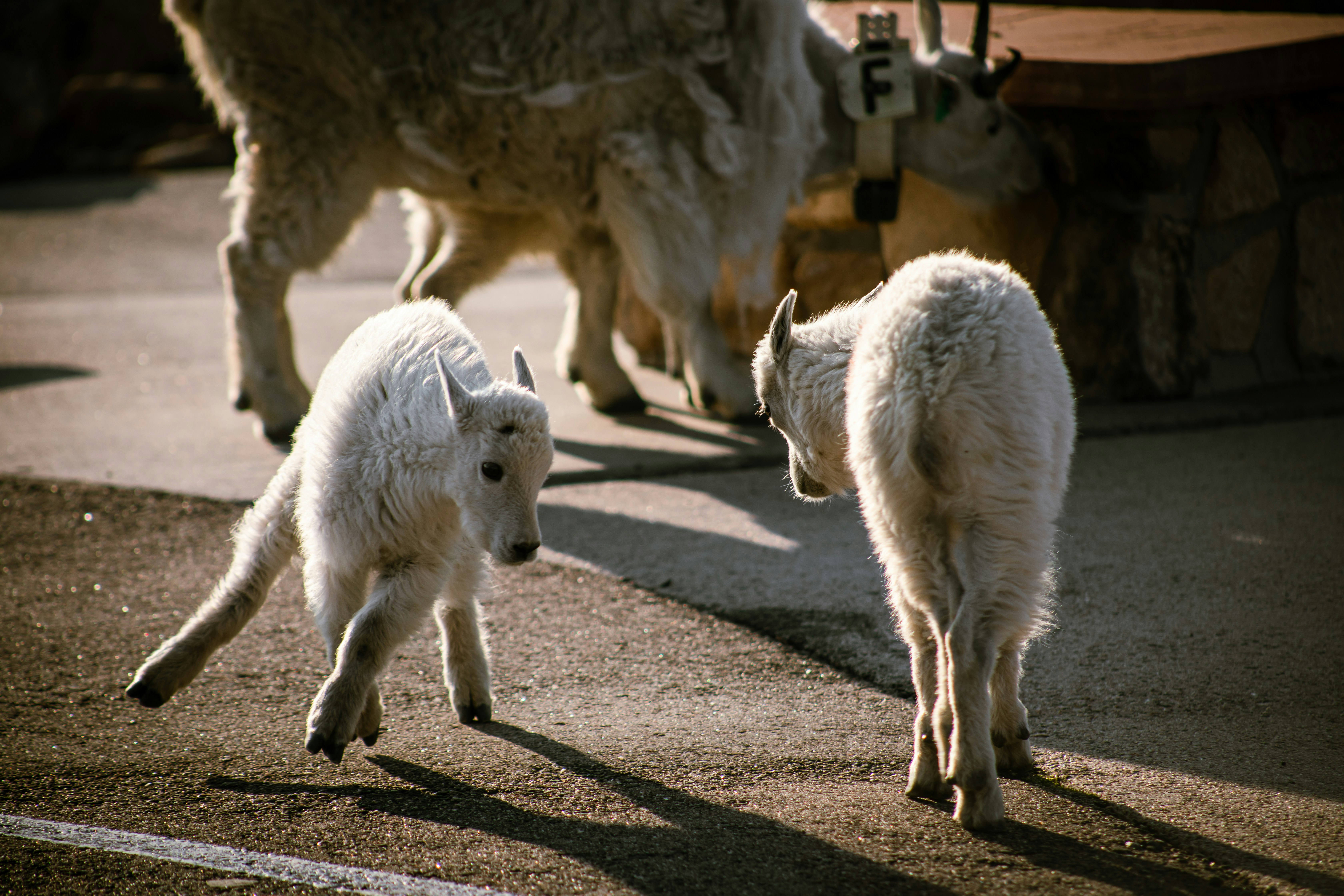 a couple of animals that are standing in the street