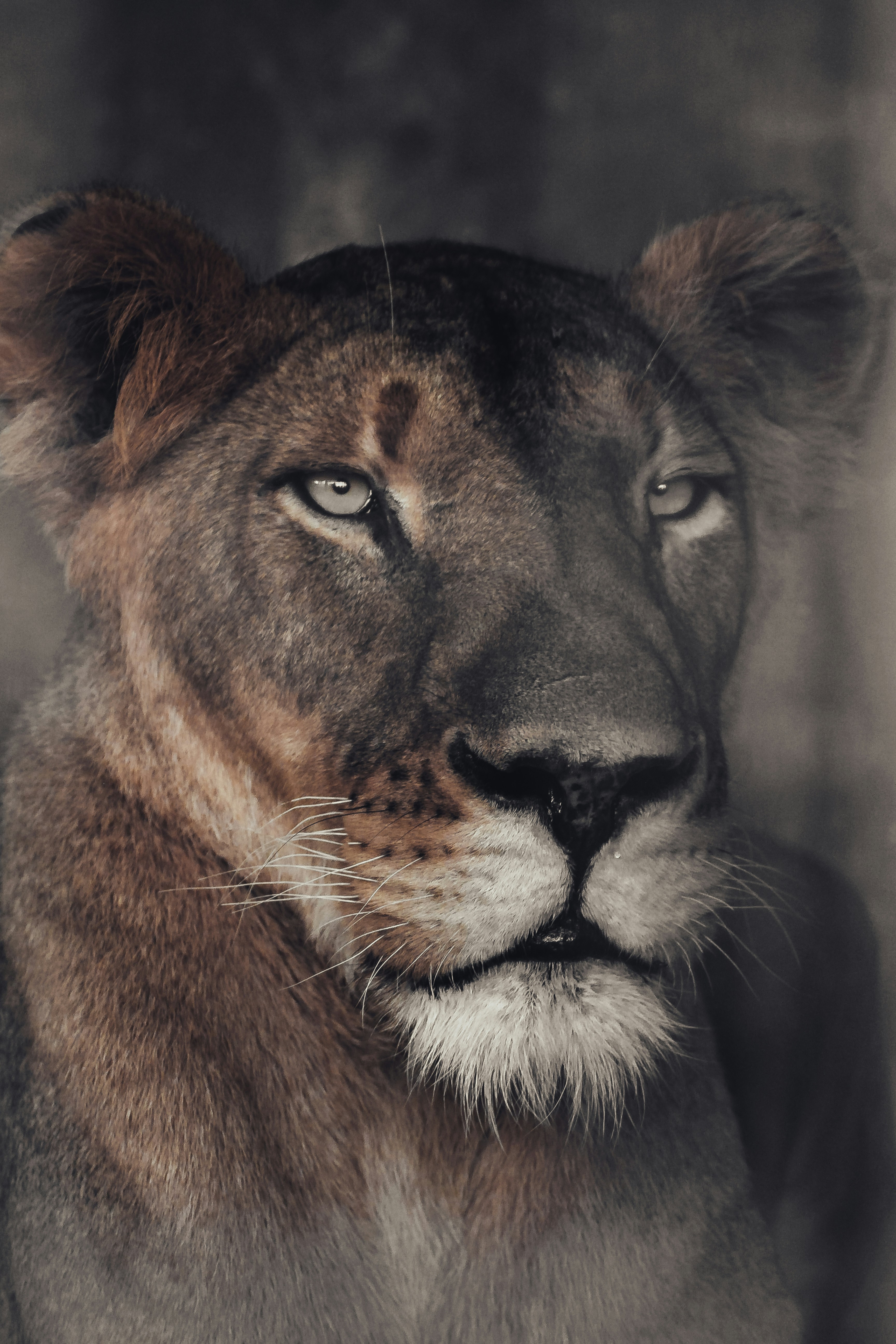 Lion Images Pictures | Download Free Images on Unsplash
