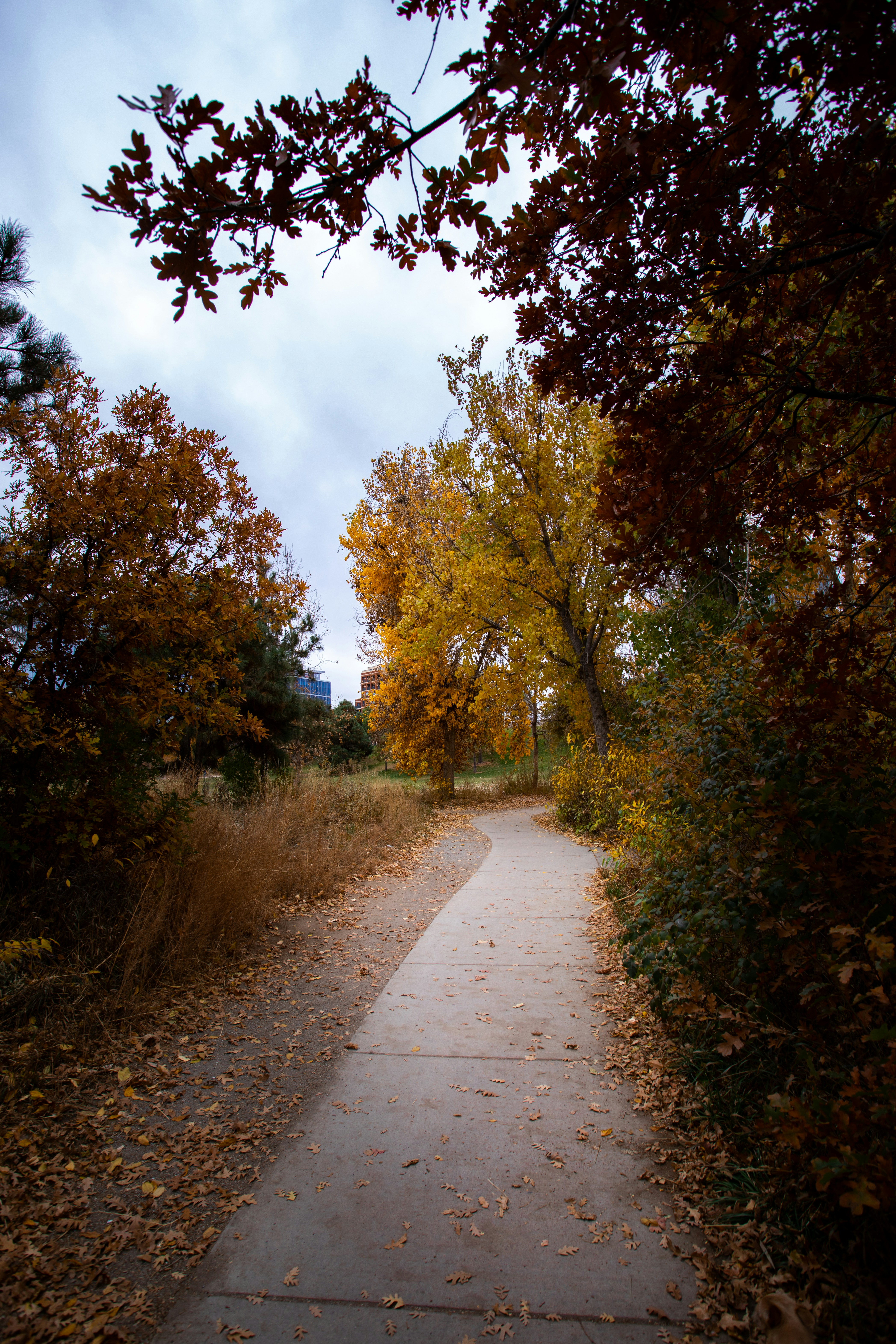 A path in a park with lots of leaves on the ground photo – Free Path ...