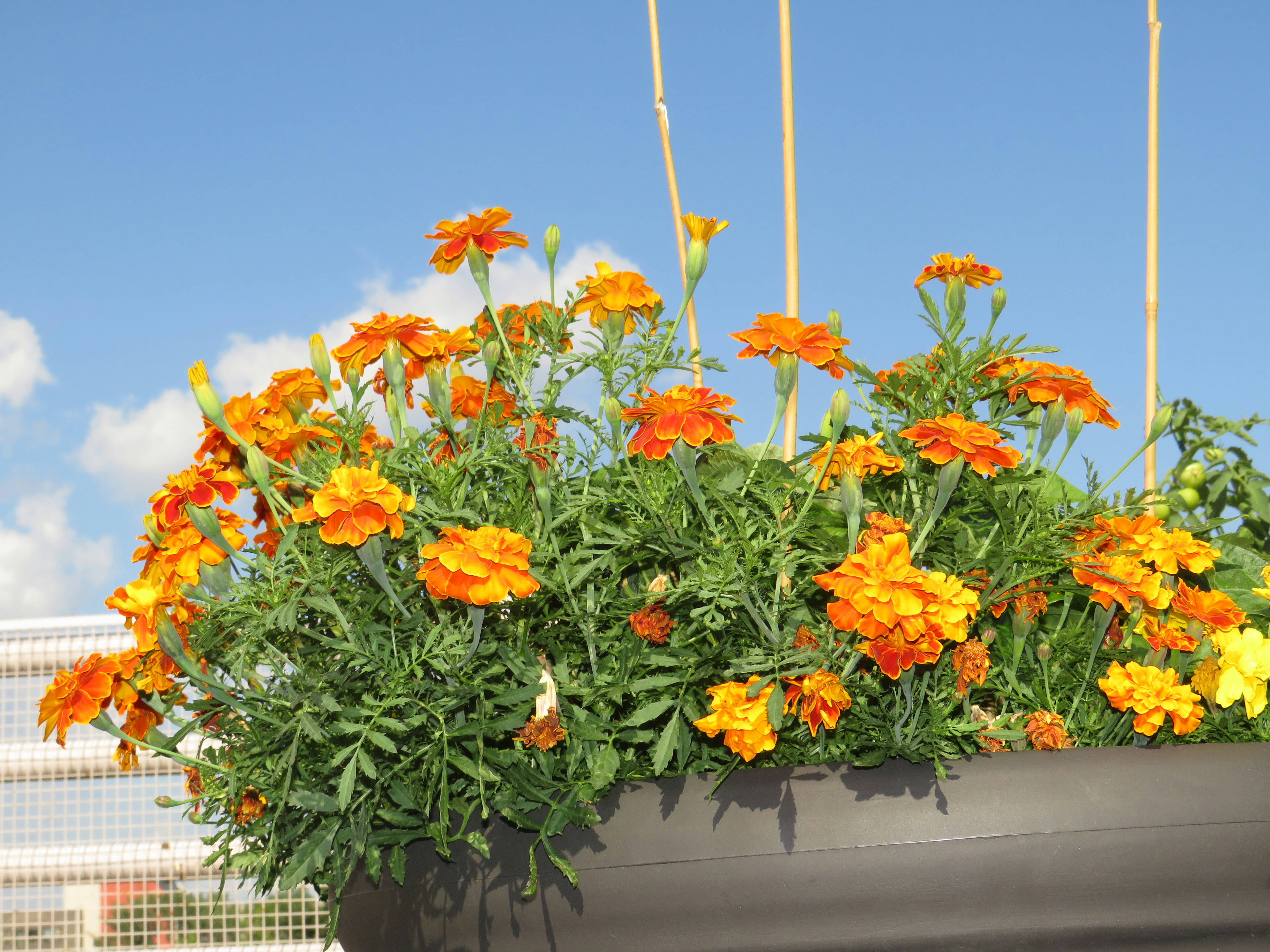 flower & plant | 100+ best free blossom, flora, floral, and flower ...