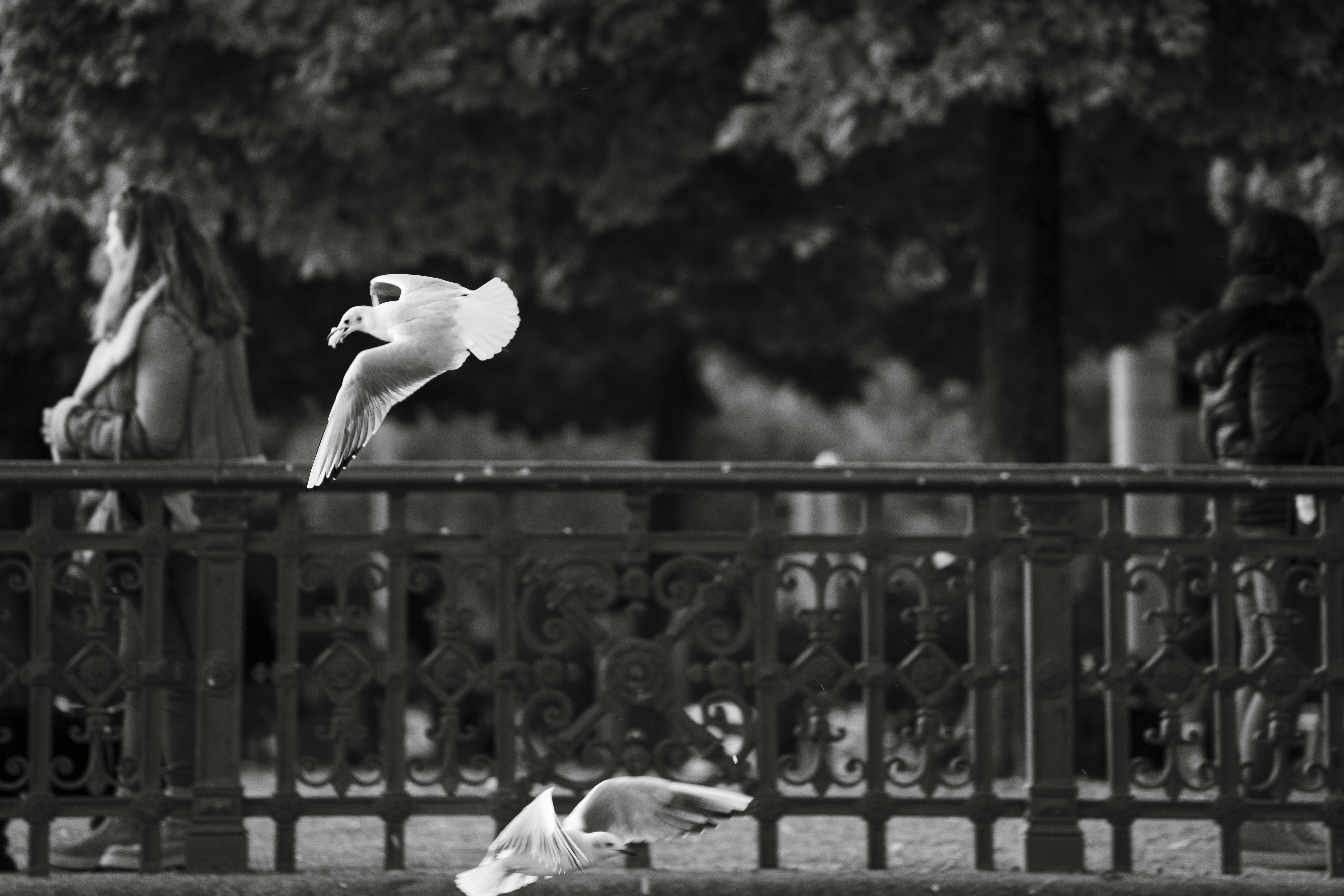 Doves in Flight Above the Park Rail
