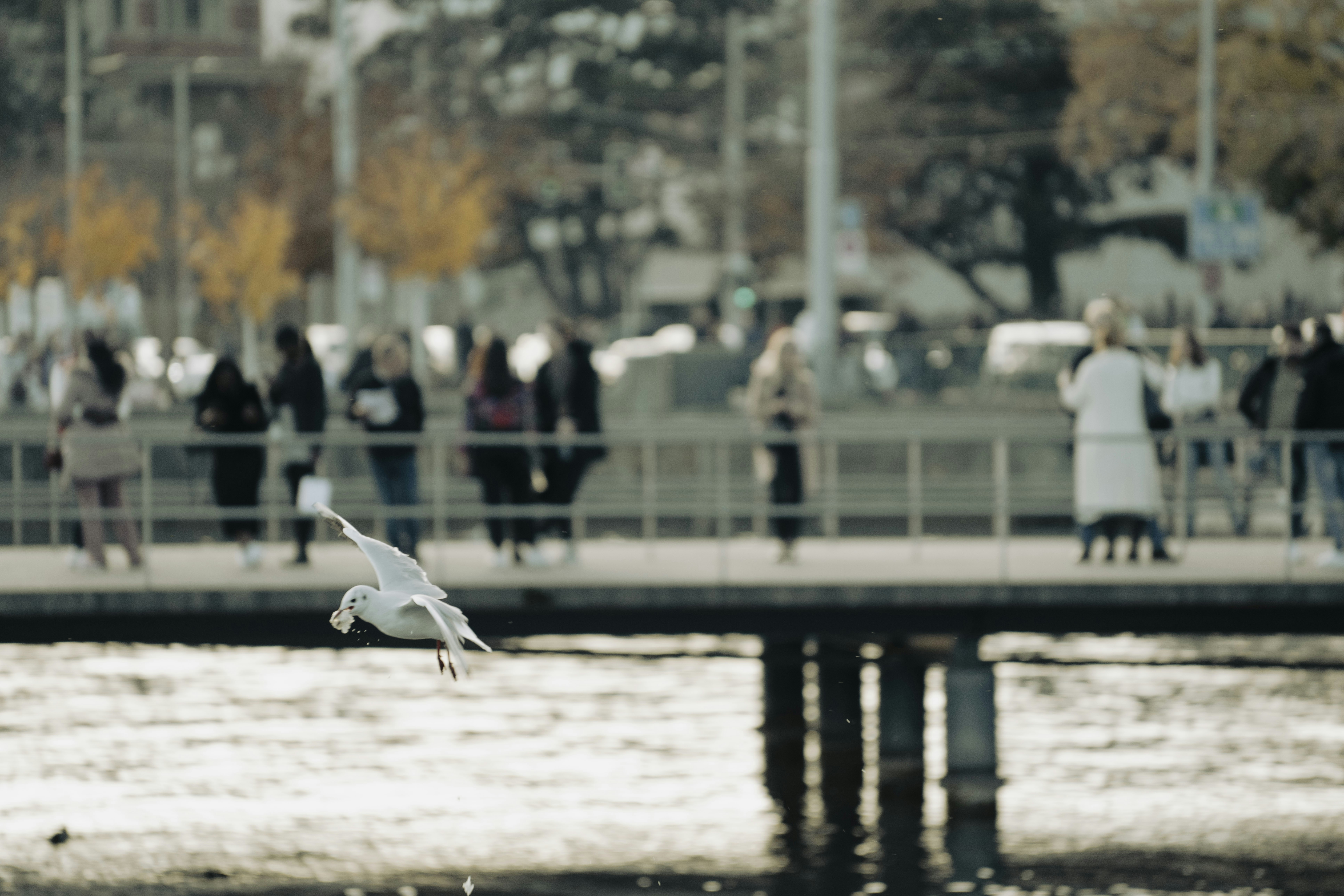 Seagull in Focus Over a Quiet Riverside Boardwalk