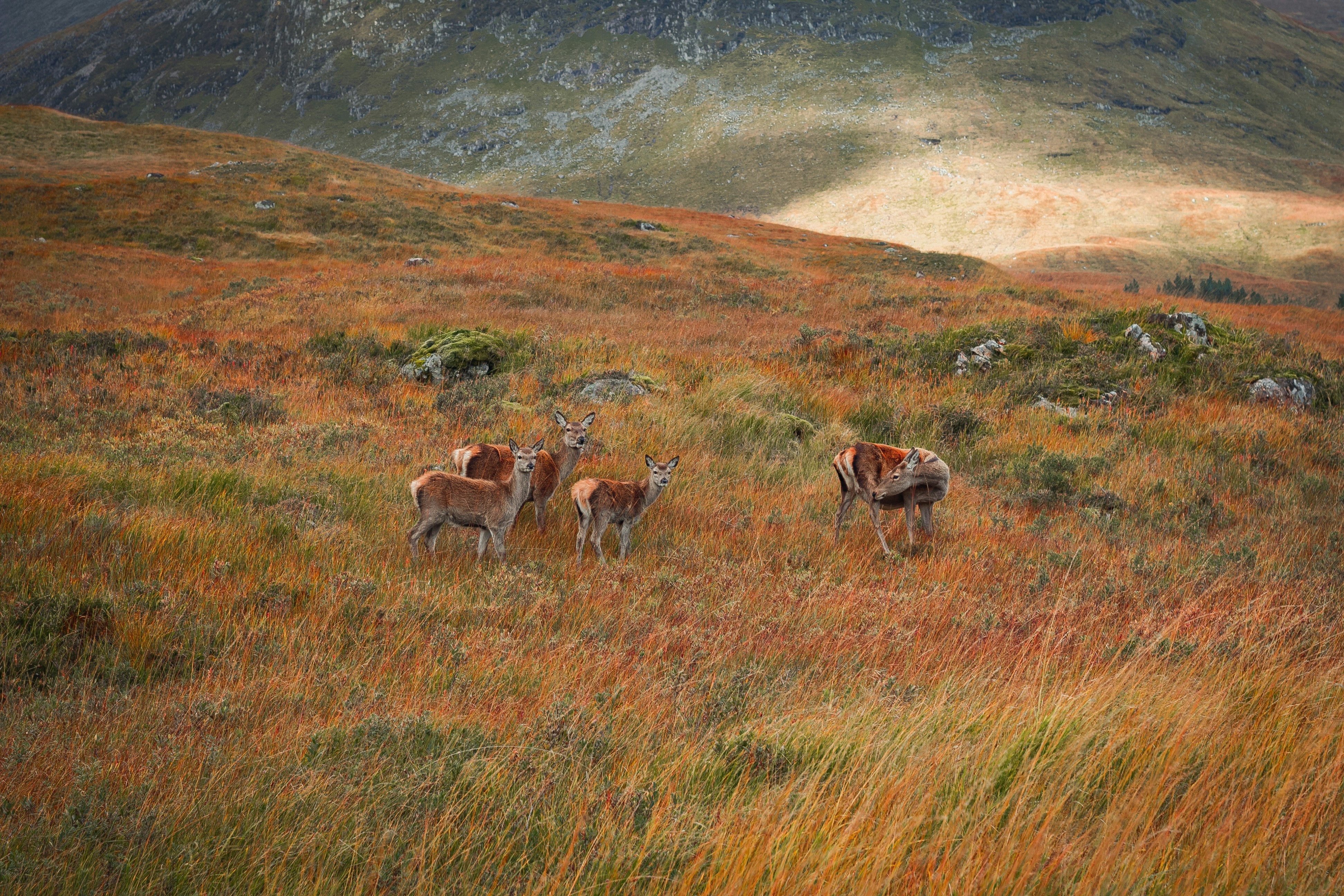 Golden Moor Herd Beneath Rugged Highland Slopes