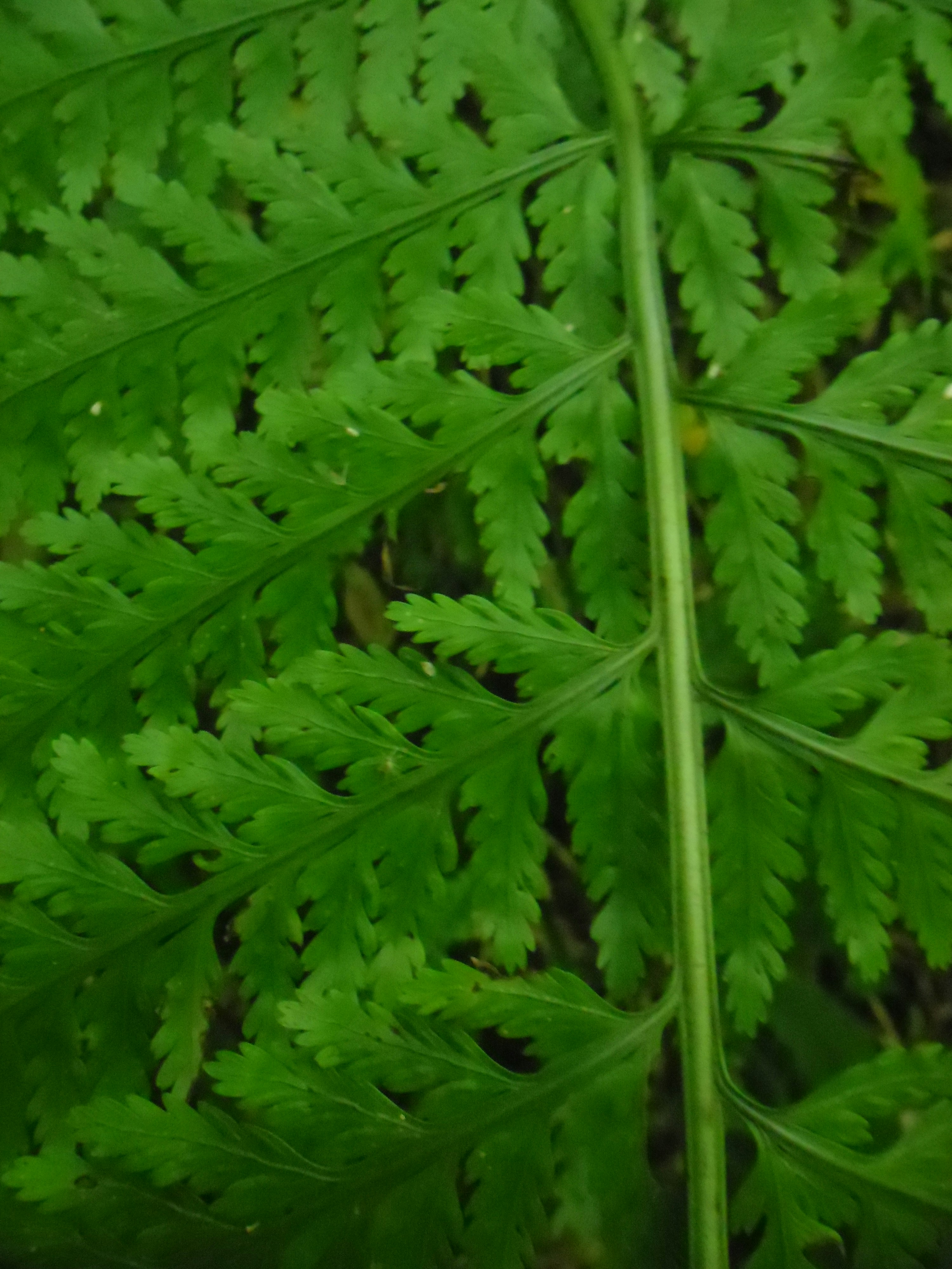 Photo by Dorcas Knol with Samsung ES80