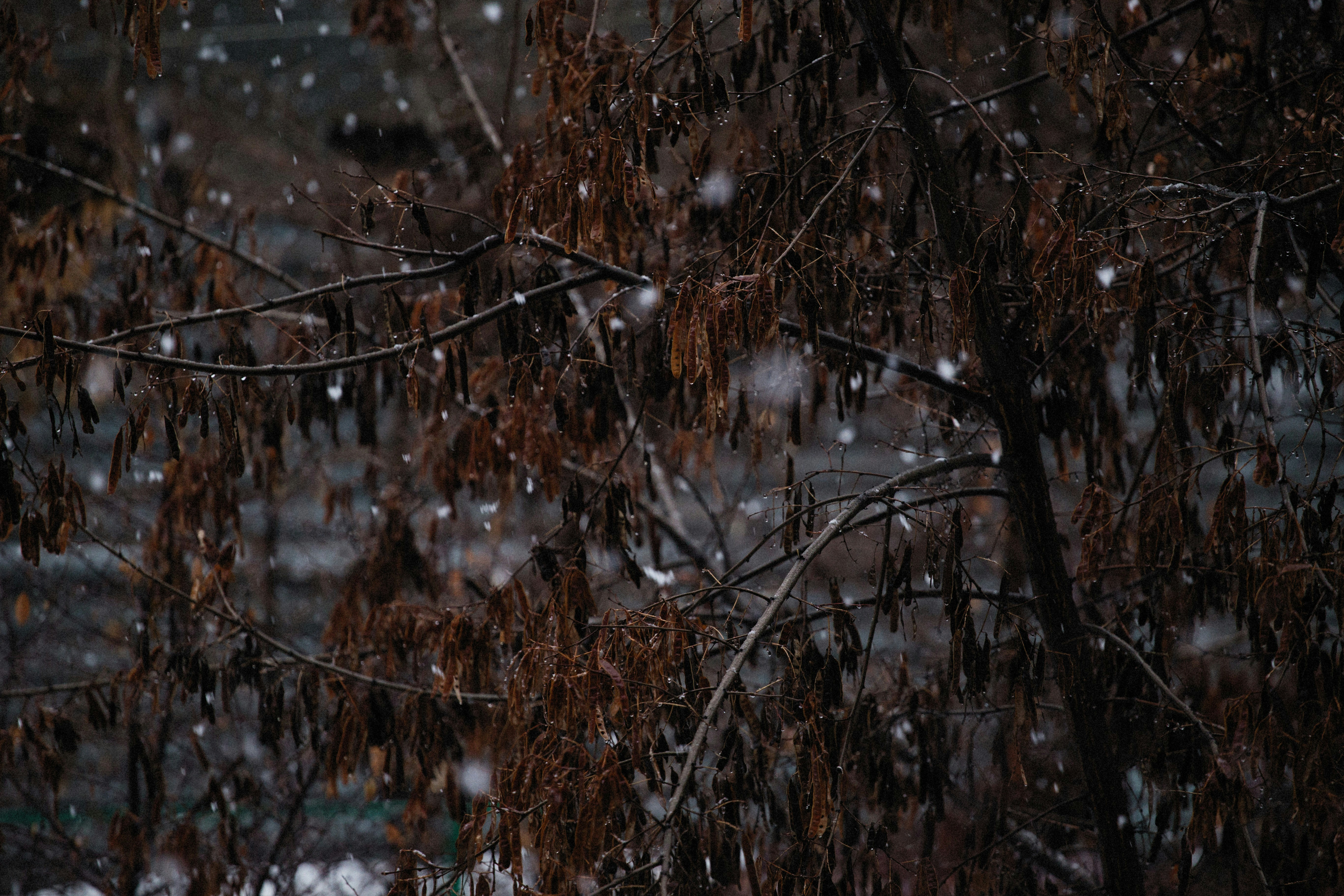 Whispering Winter: Snow-Draped Dormant Branches in a Quiet Night