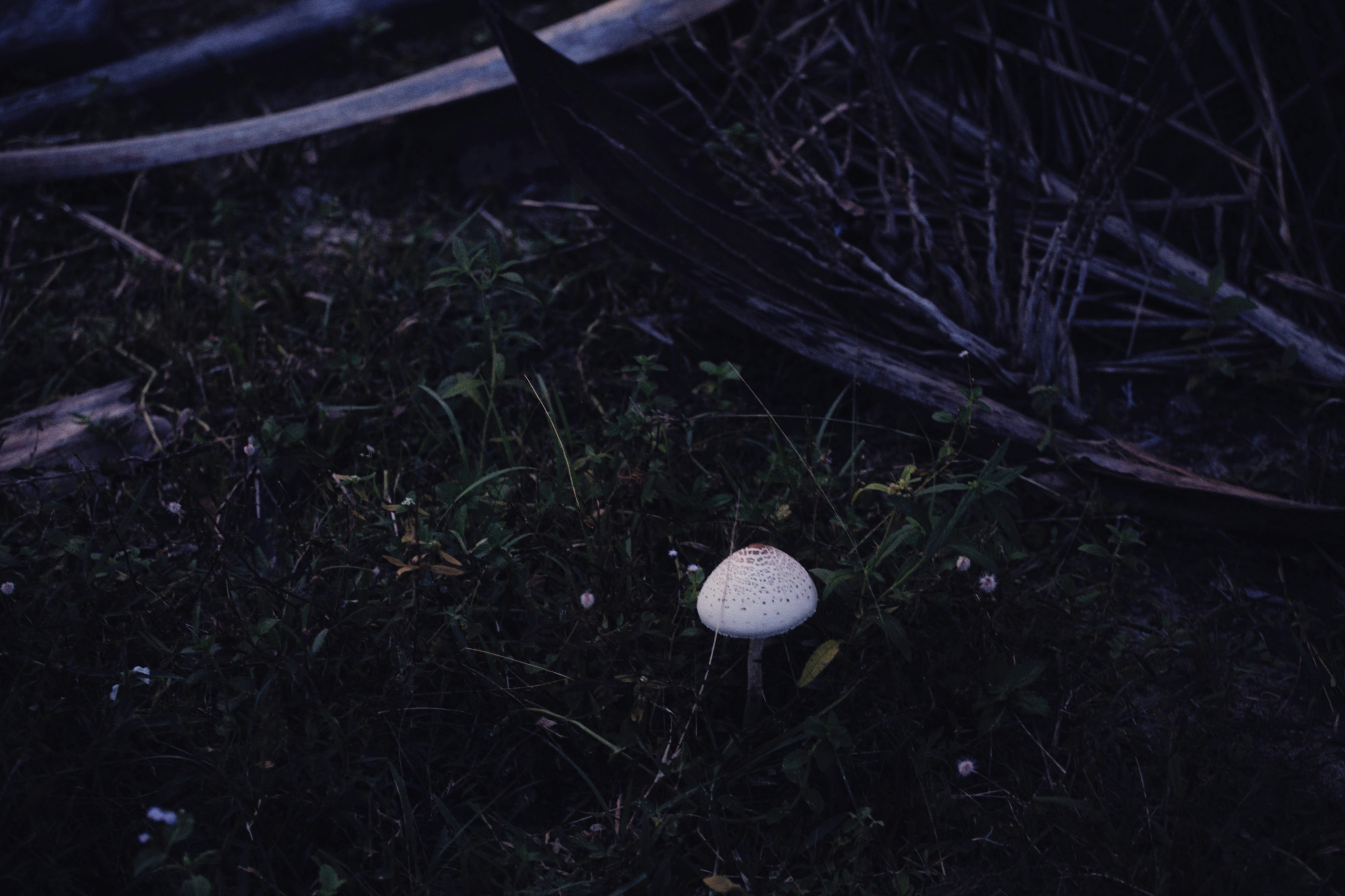 The Night Watchman: A White Mushroom in a Shadowed Clearing