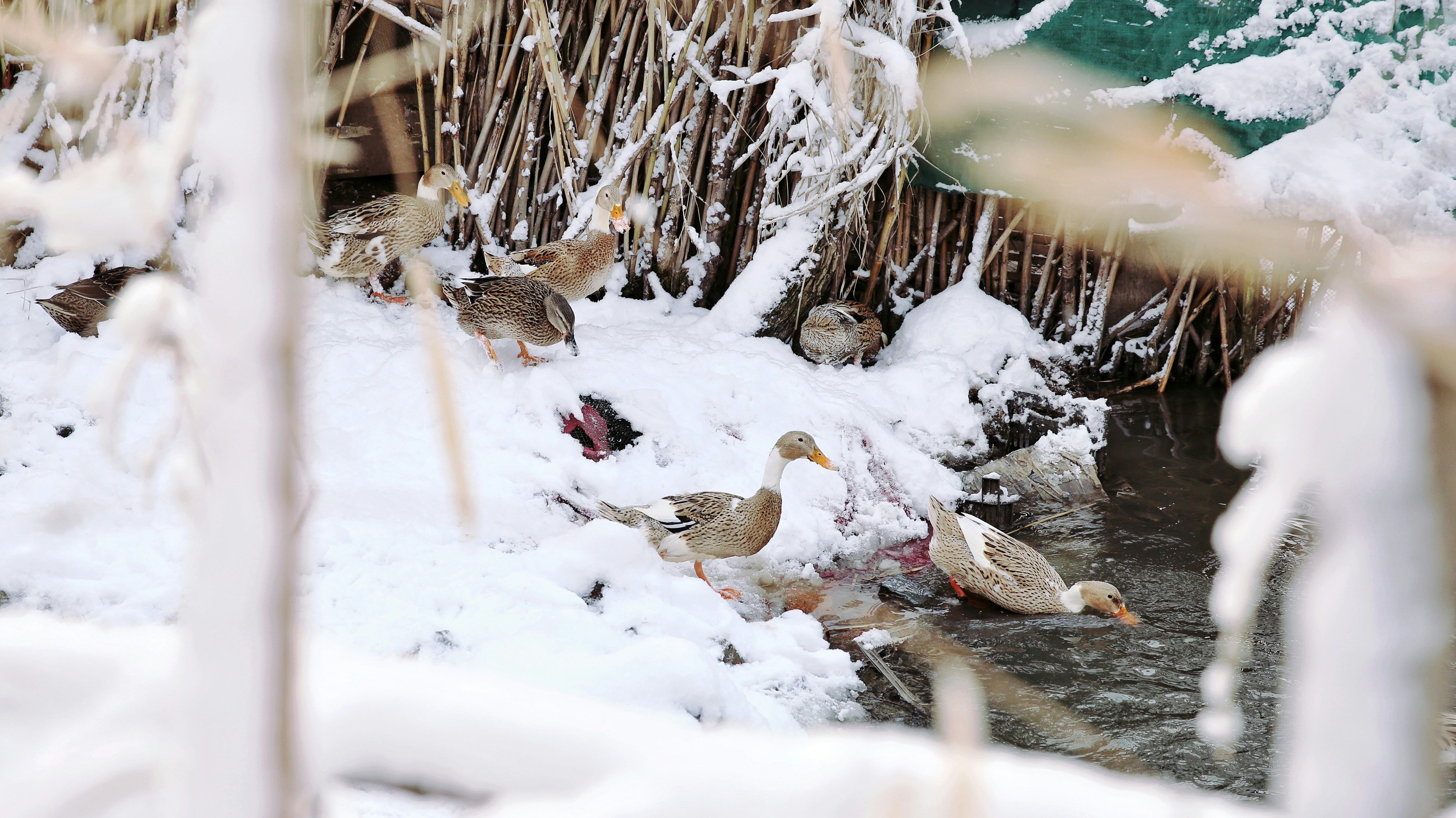 Ducks wade through a snowy bank beside a gently flowing stream, framed by reeds and winter foliage.