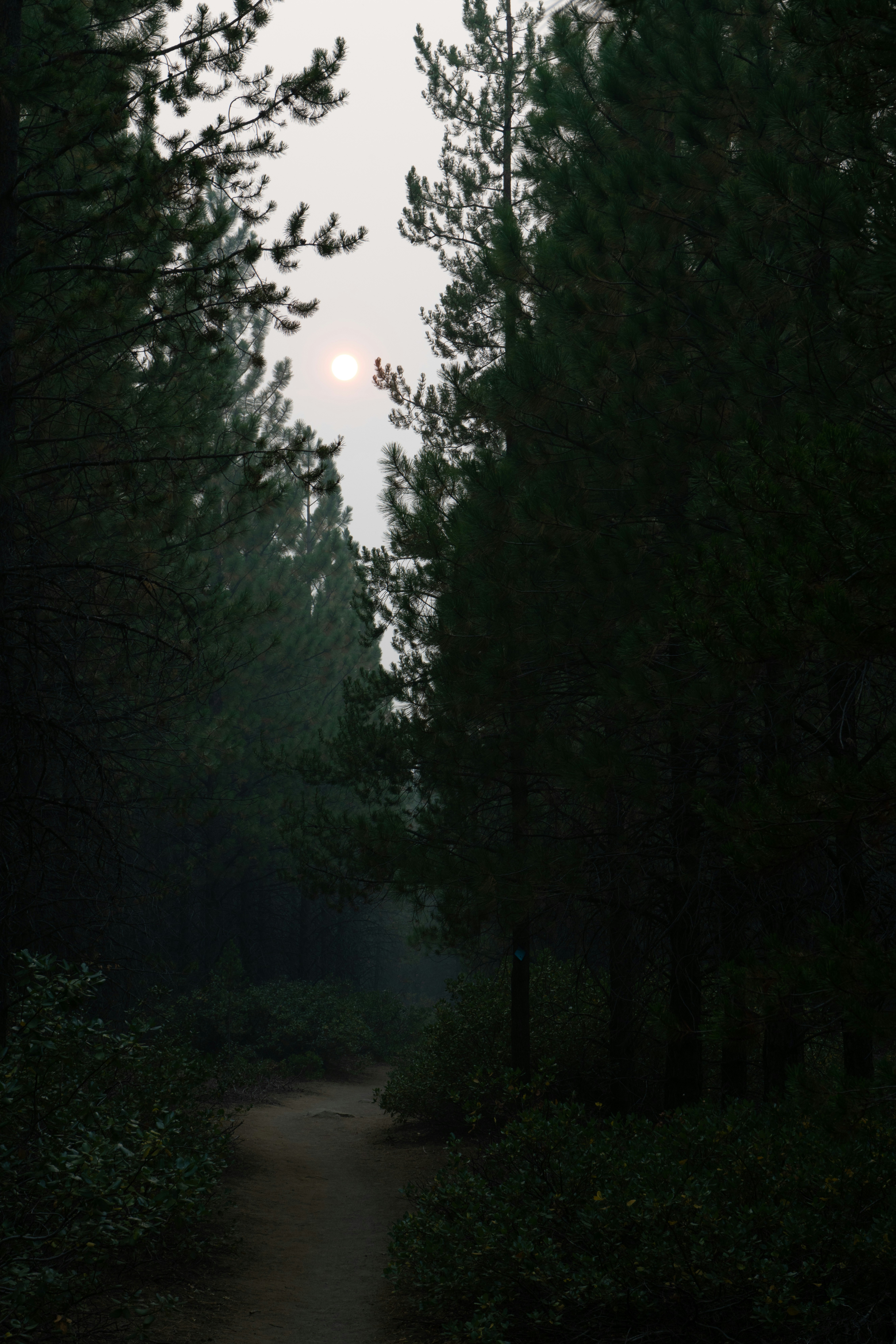 Dark Forest Path Moon