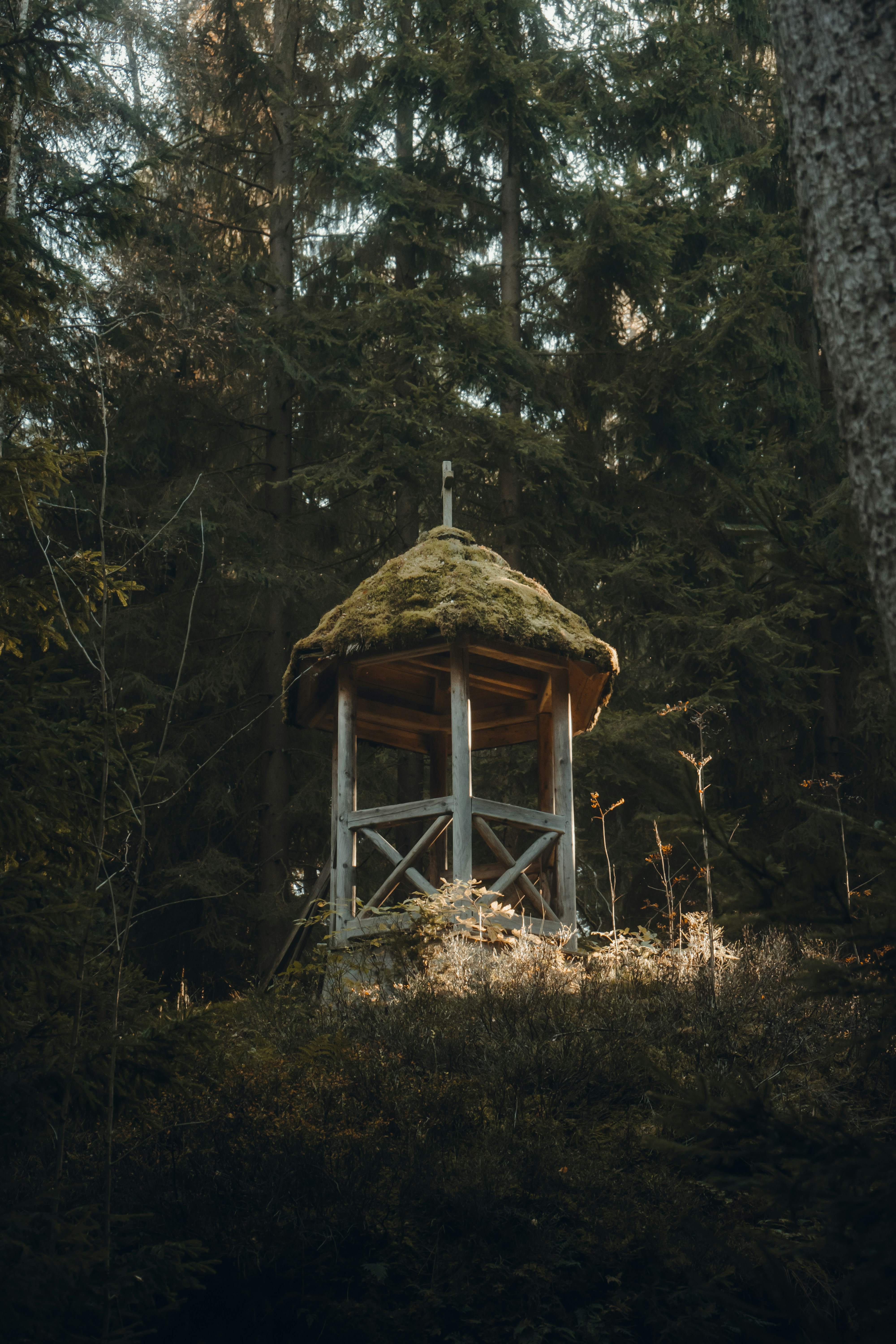 A moss-covered gazebo nestled in a serene forest, illuminated by soft sunlight filtering through the trees.