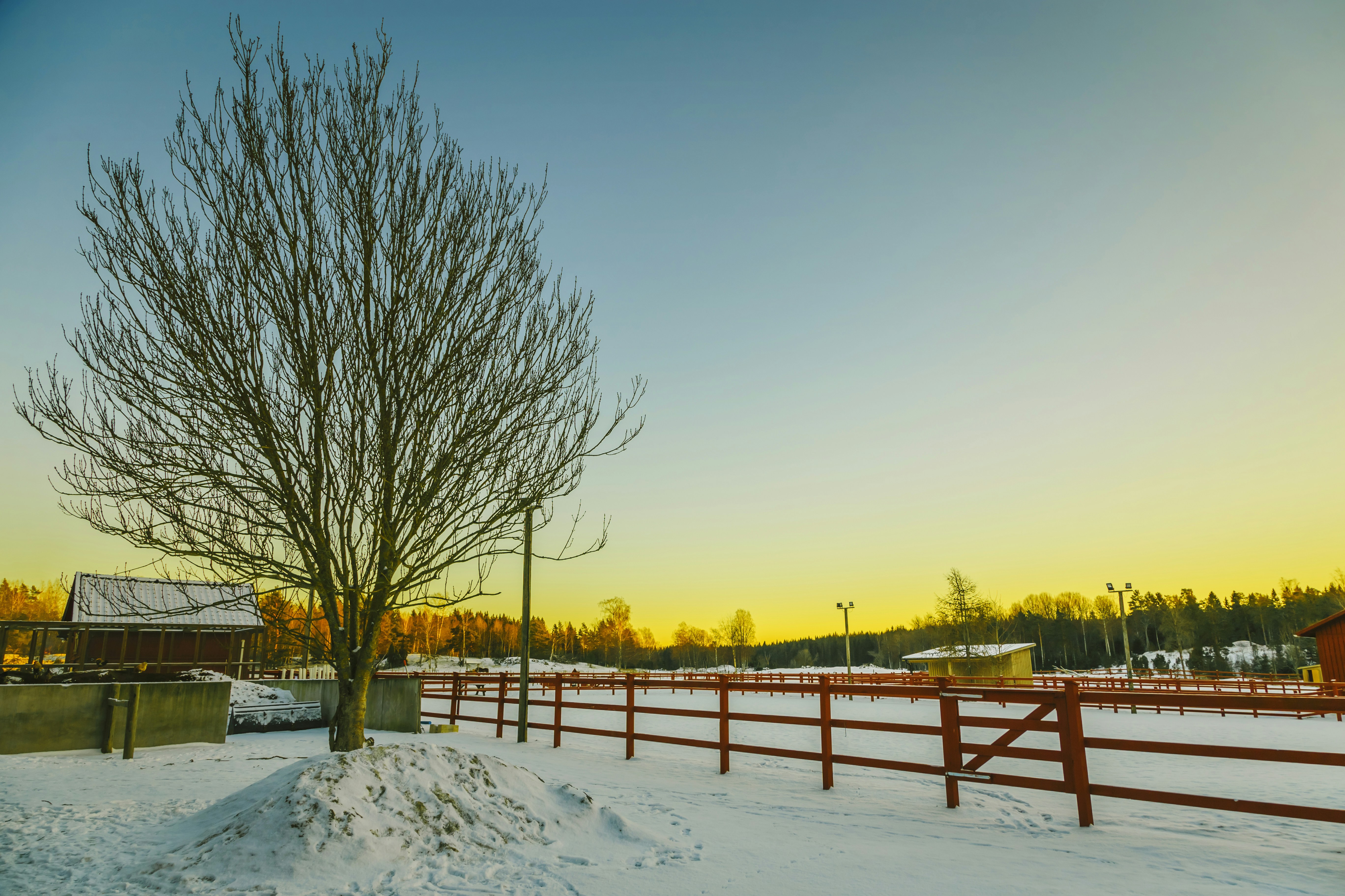Golden Hour Fence and Lone Tree: Winter's Quiet Horizon