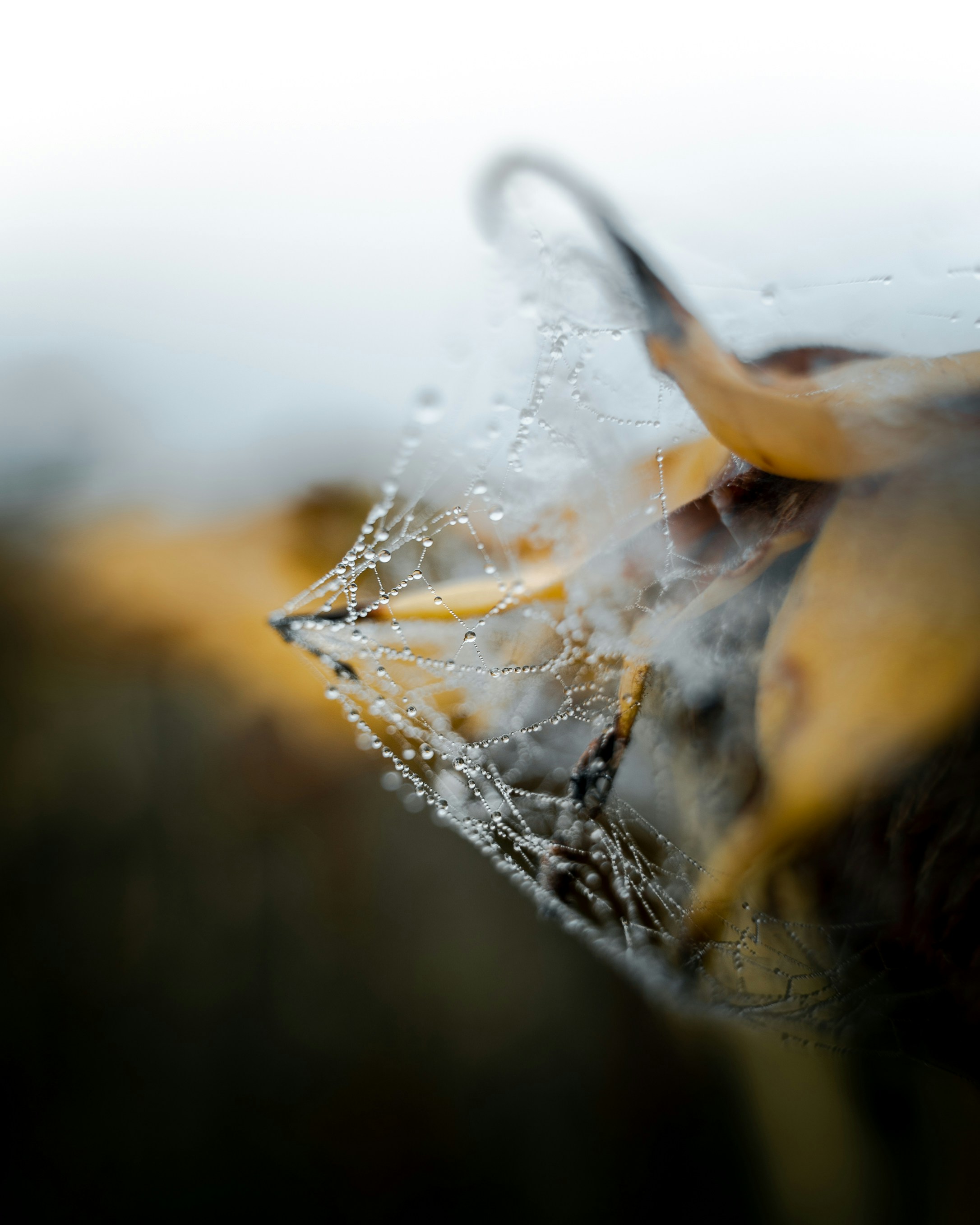 Dew-Laced Web Between Autumn Leaves