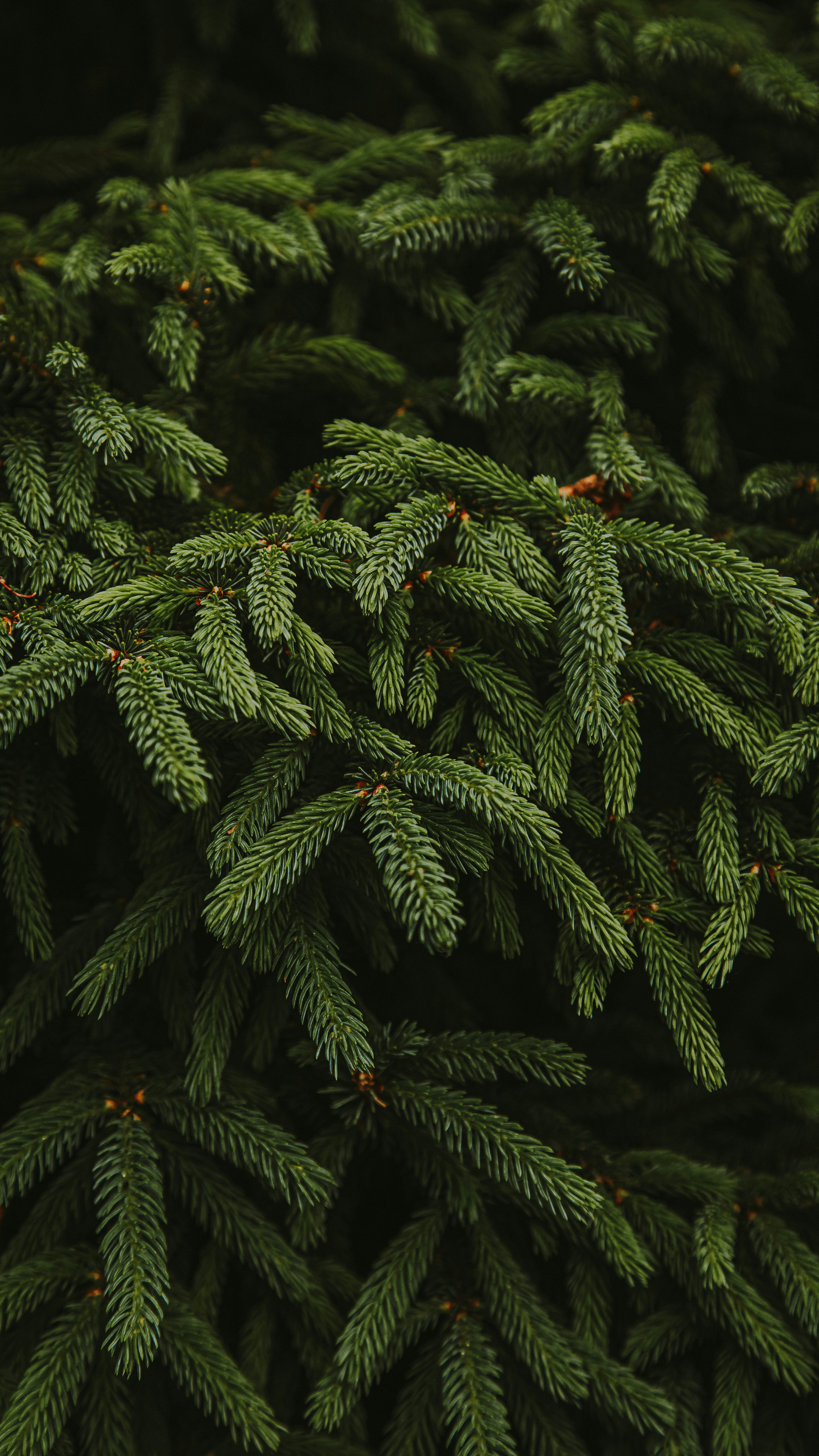 Dense arrangement of evergreen needles showcasing a variety of textures and shades of green.