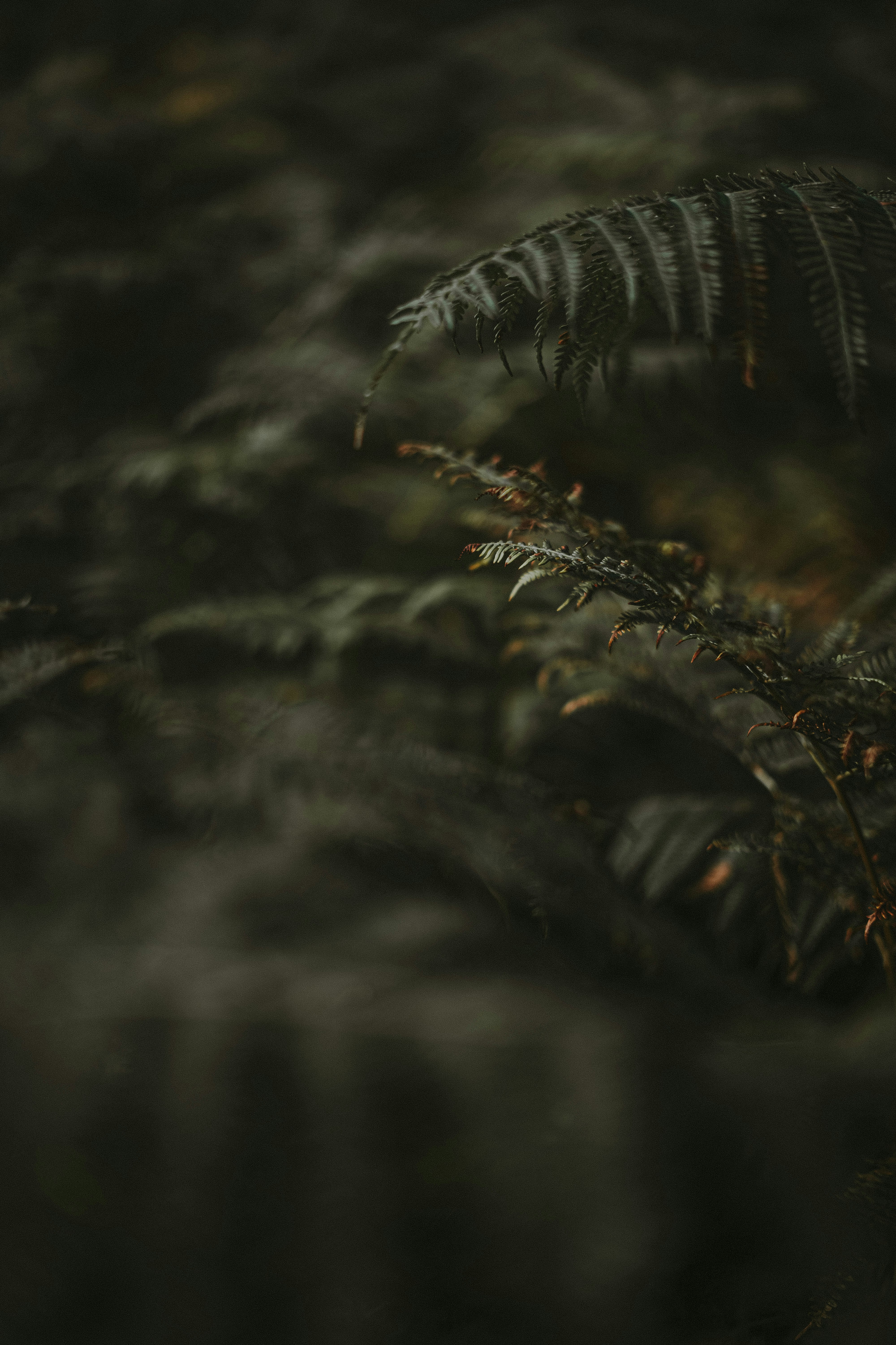 Lush green ferns softly illuminated in a moody forest setting, creating a serene atmosphere. The interplay of light and shadow highlights the delicate textures of the foliage.