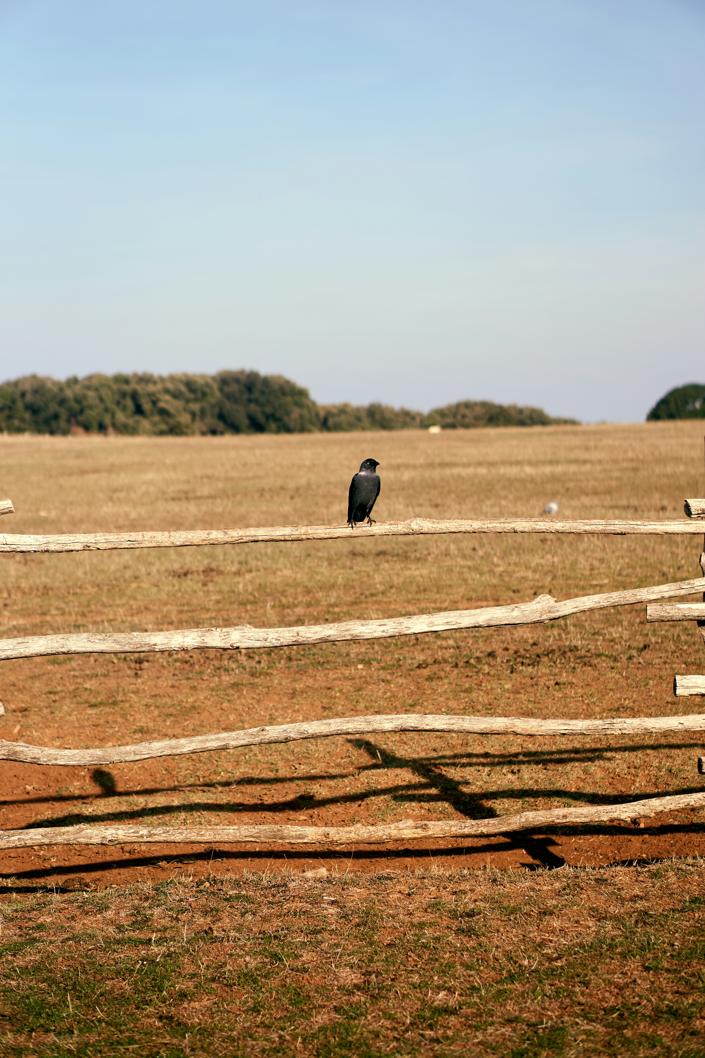 A lone bird perched on a rustic wooden fence, overlooking a vast, open field under a clear sky.