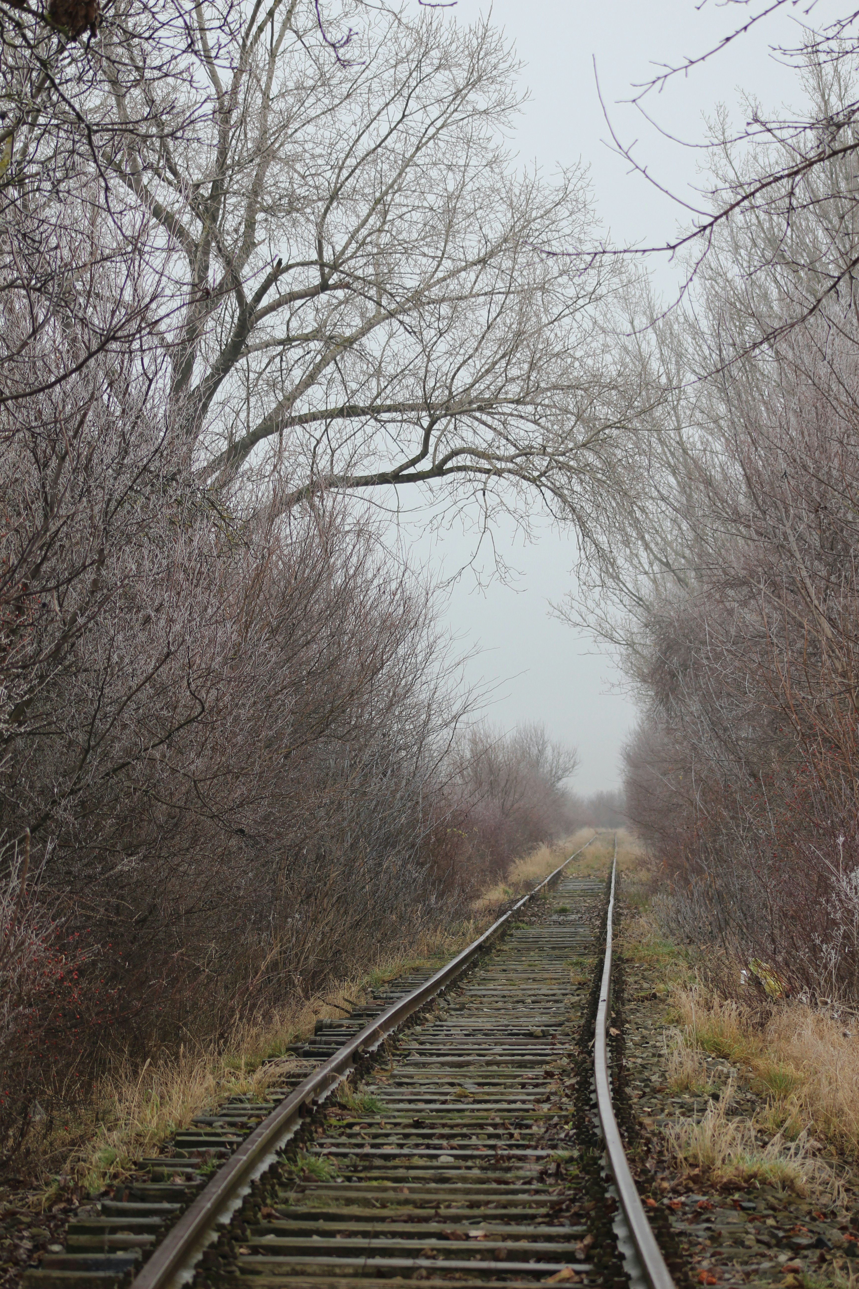 a train track in the middle of a forest