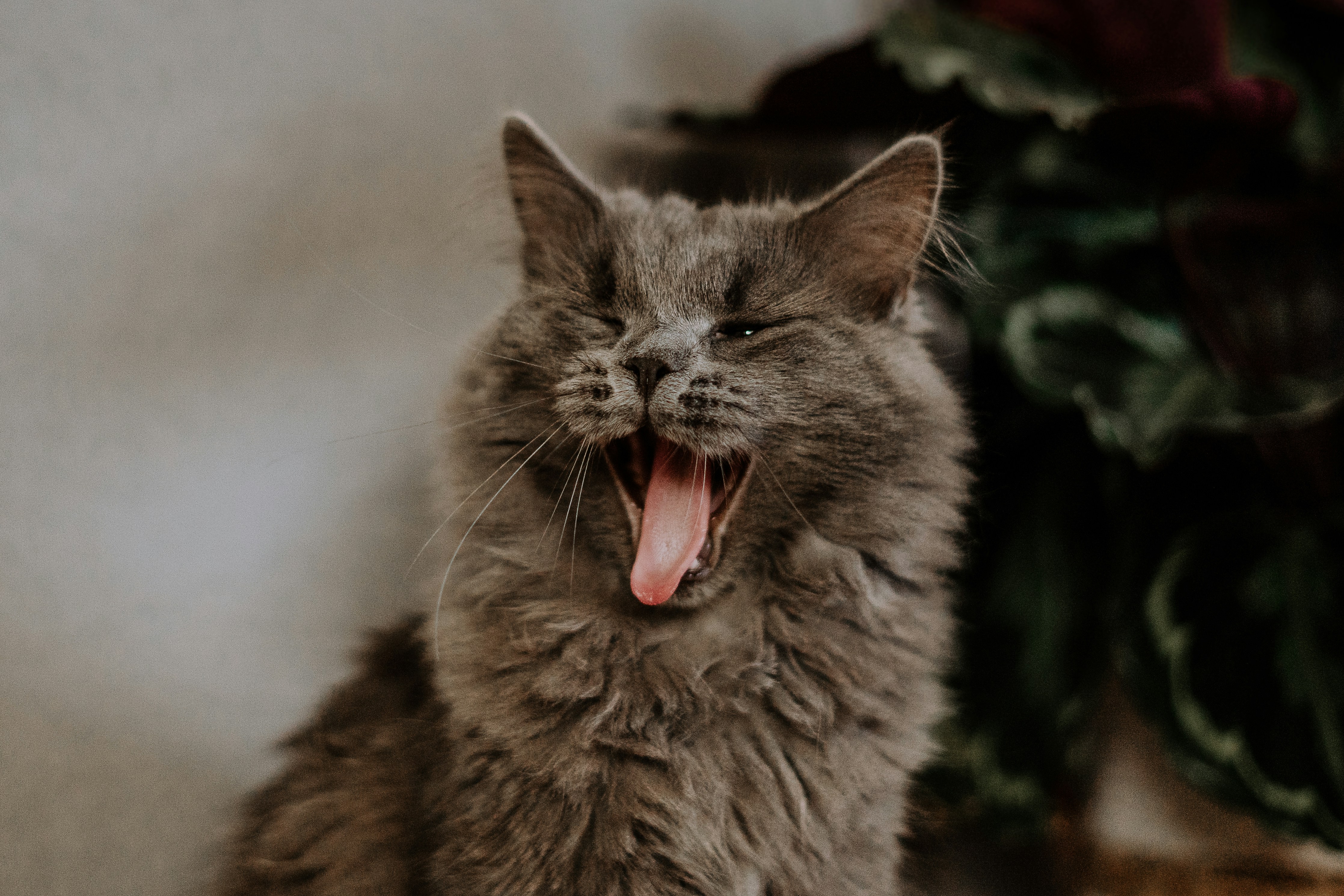 Fluffy gray cat yawning widely, showcasing its playful and relaxed demeanor against a softly blurred background.