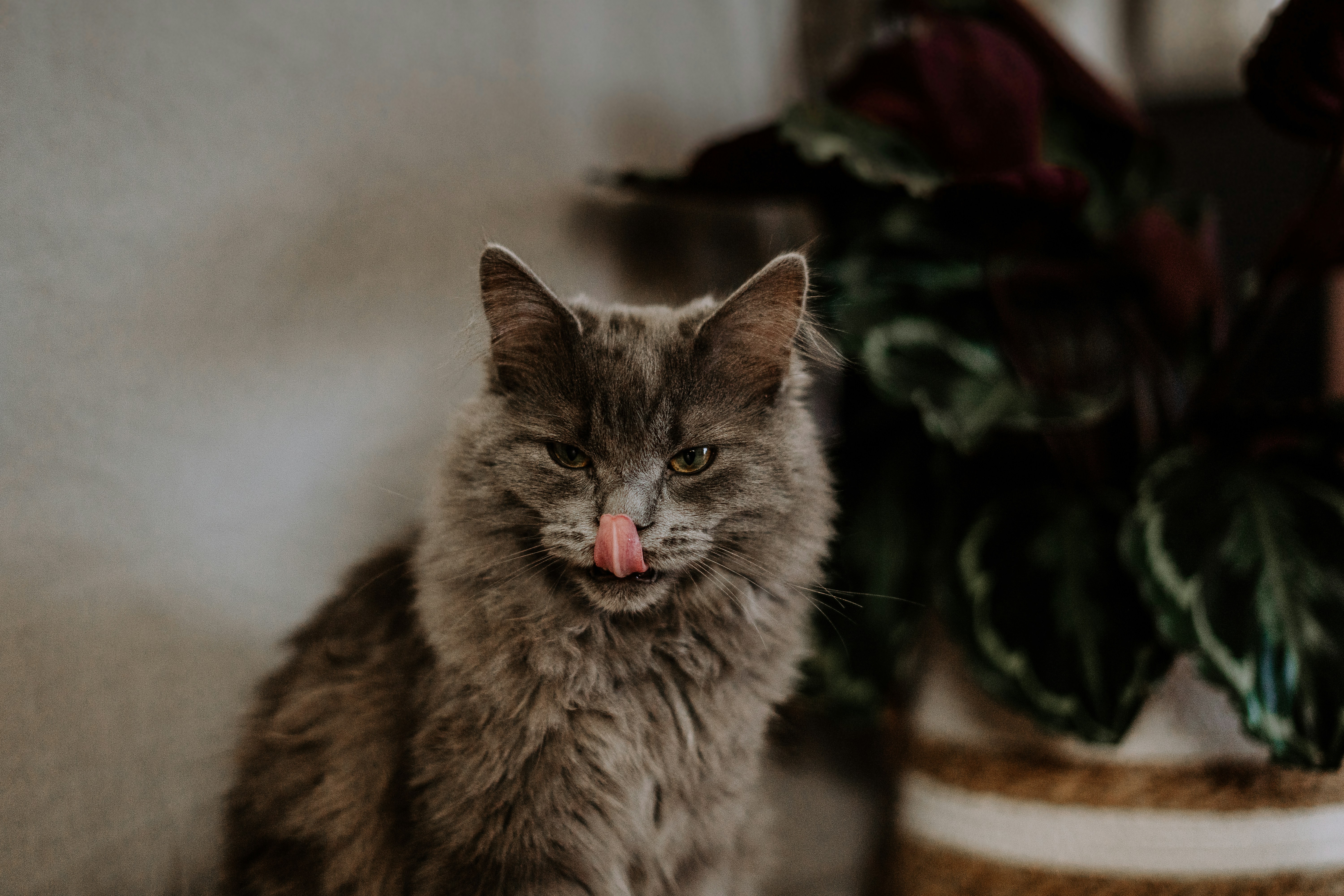 Fluffy gray cat with a playful expression, licking its nose, surrounded by lush green plants.