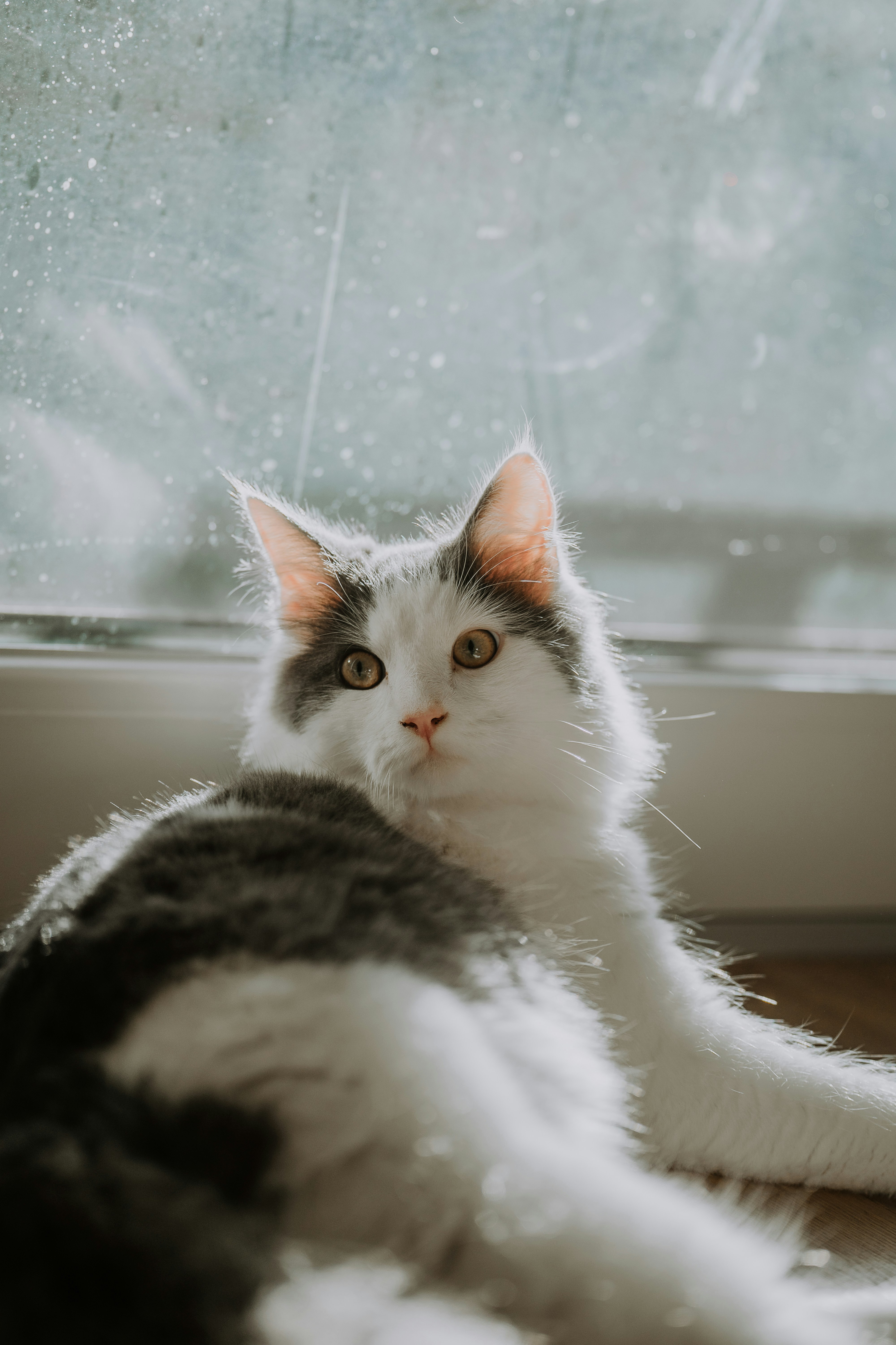 A fluffy cat with gray and white fur lounges near a window, basking in soft natural light. The glass is slightly smudged, adding a touch of warmth to the scene.