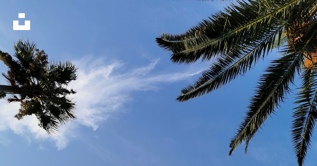 かすかな雲のある青い空を背景にした2本のヤシの木の写真 Unsplashの自然の無料画像
